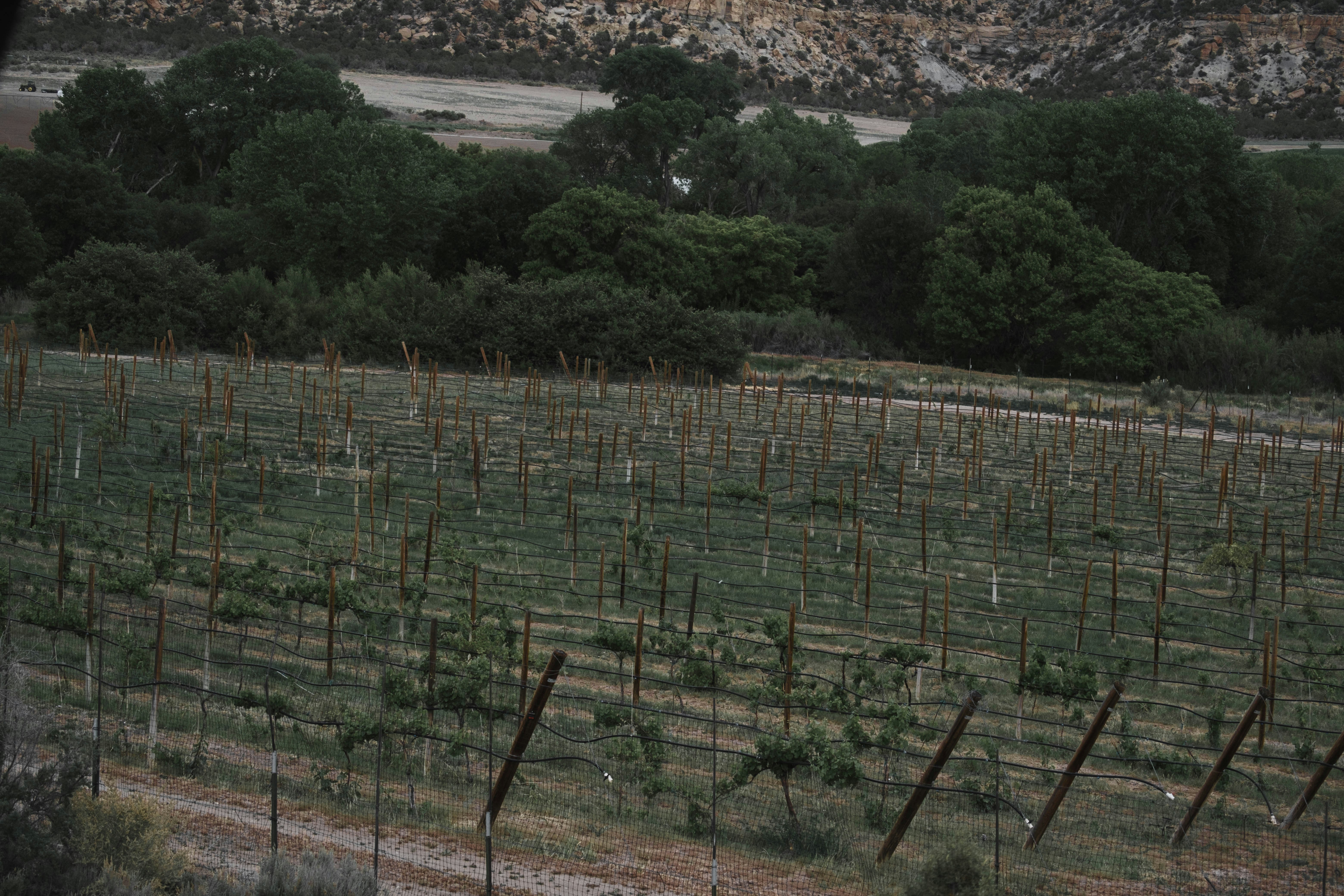 Vineyard Veins: Diagonal Rows Reaching Toward a Tree-Lined Ridge