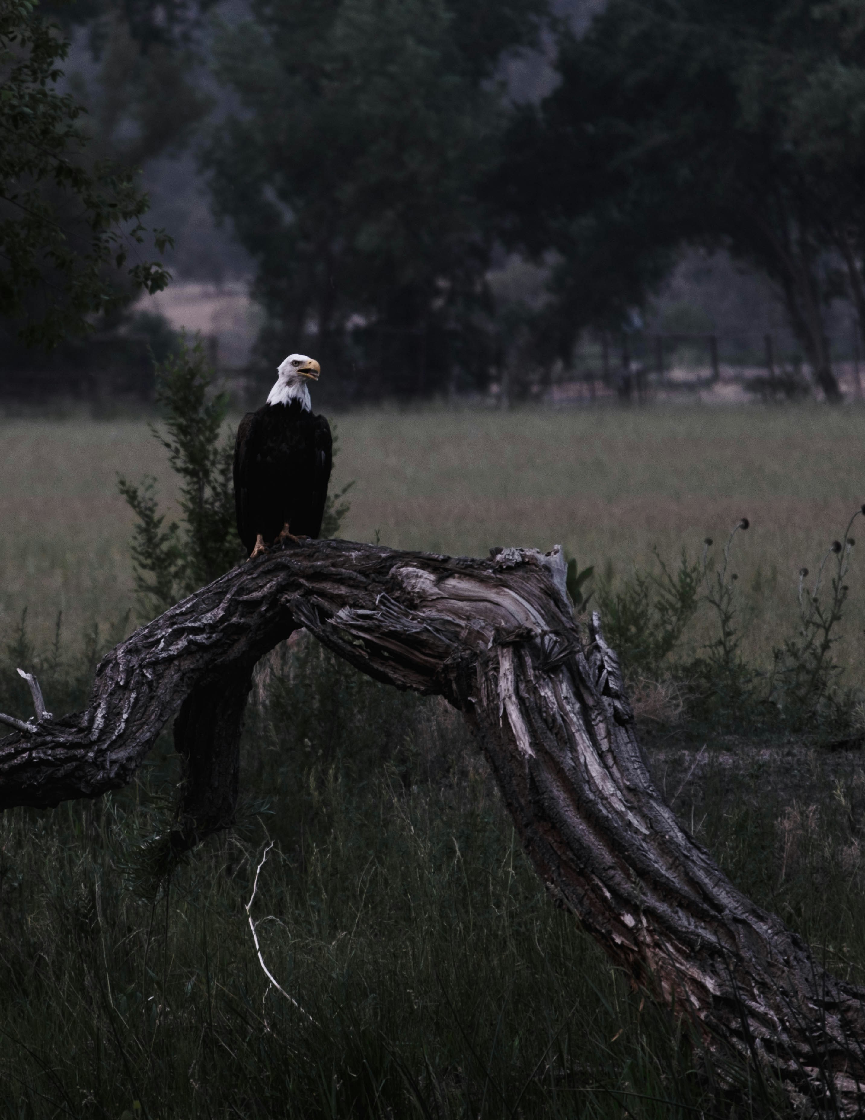 Dusk Sentinel on a Weathered Log: A Bald Eagle's Quiet Vigil