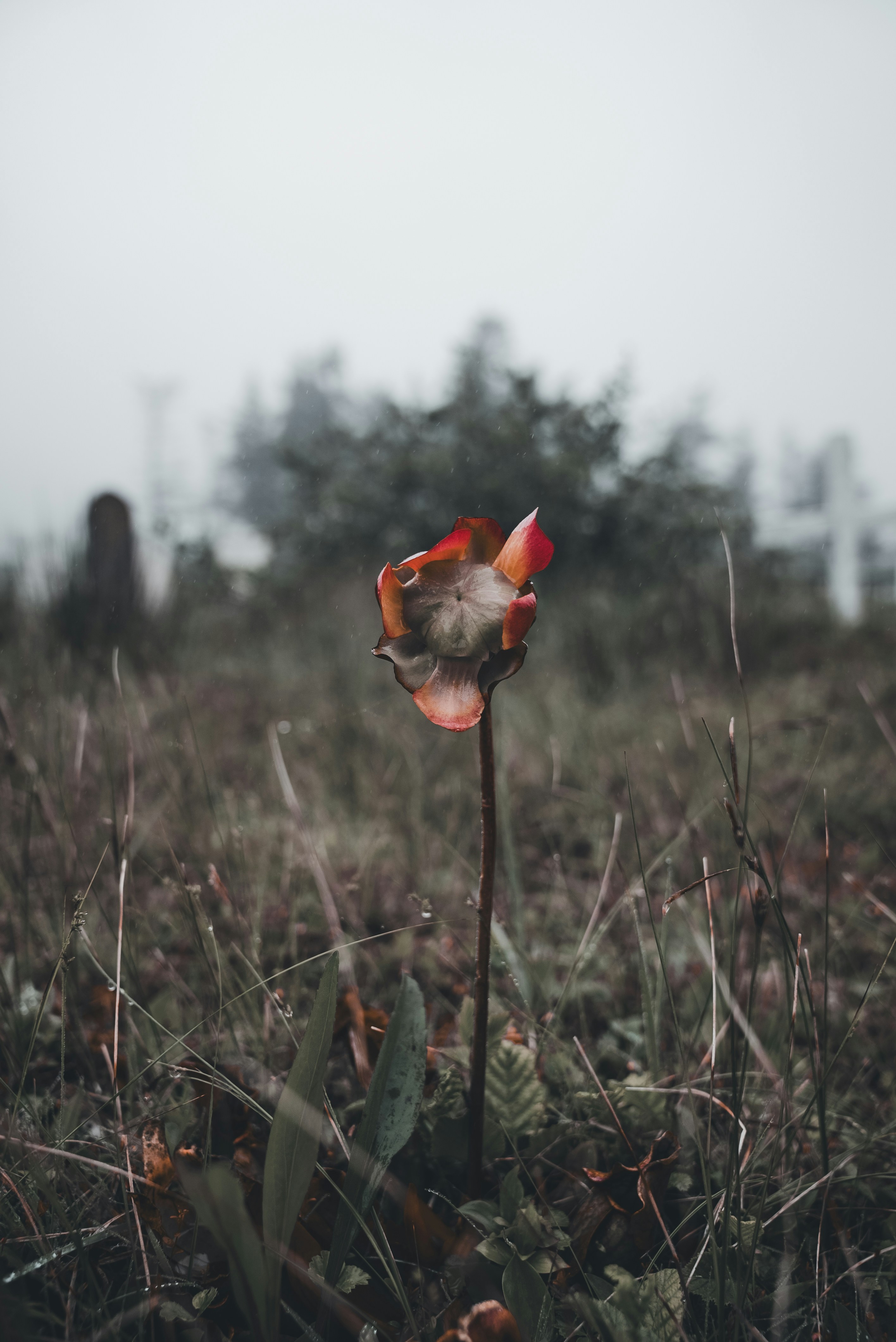 Ember Bloom in a Fogged Field