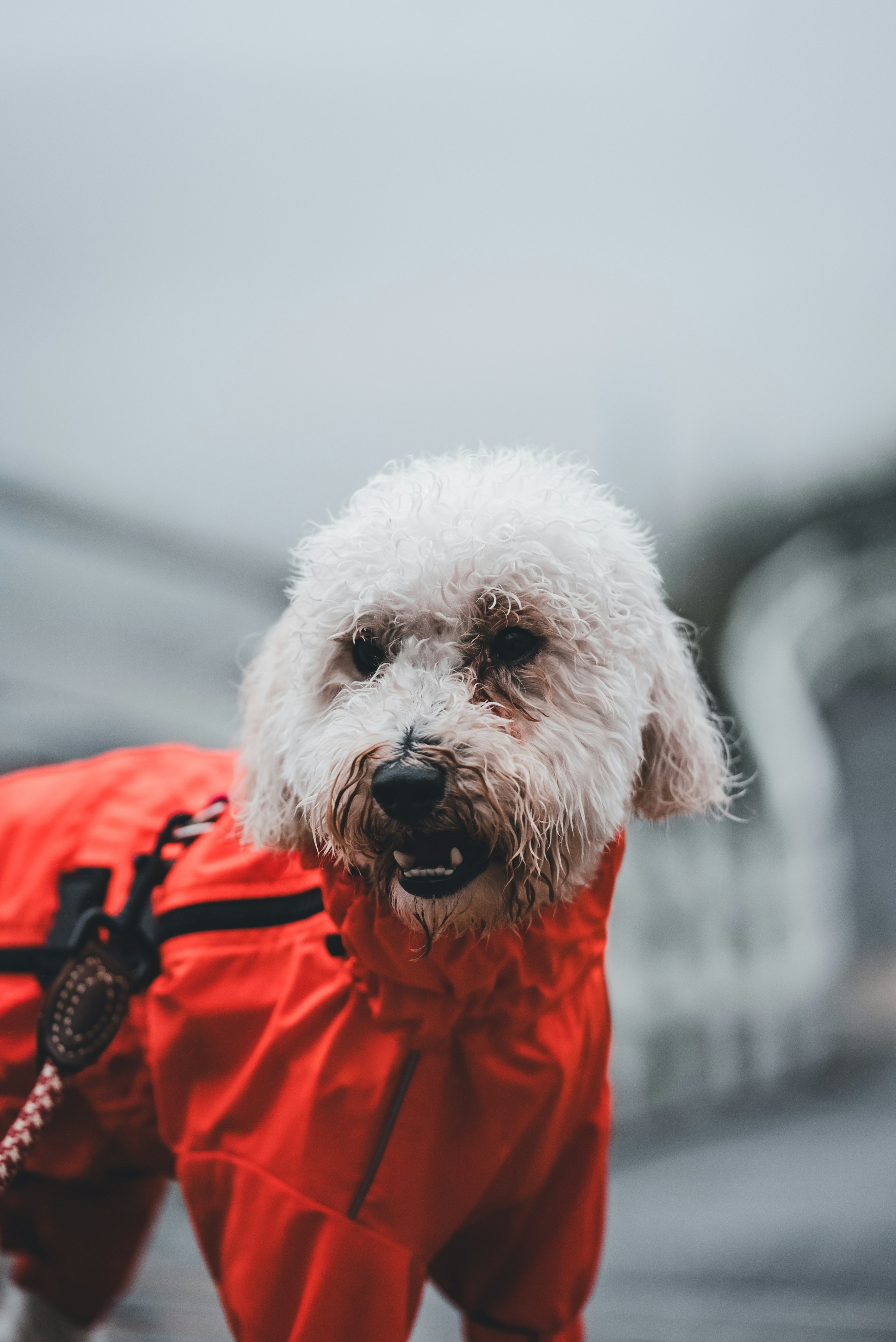 Red-coated explorer: a fluffy hound on a damp urban trail