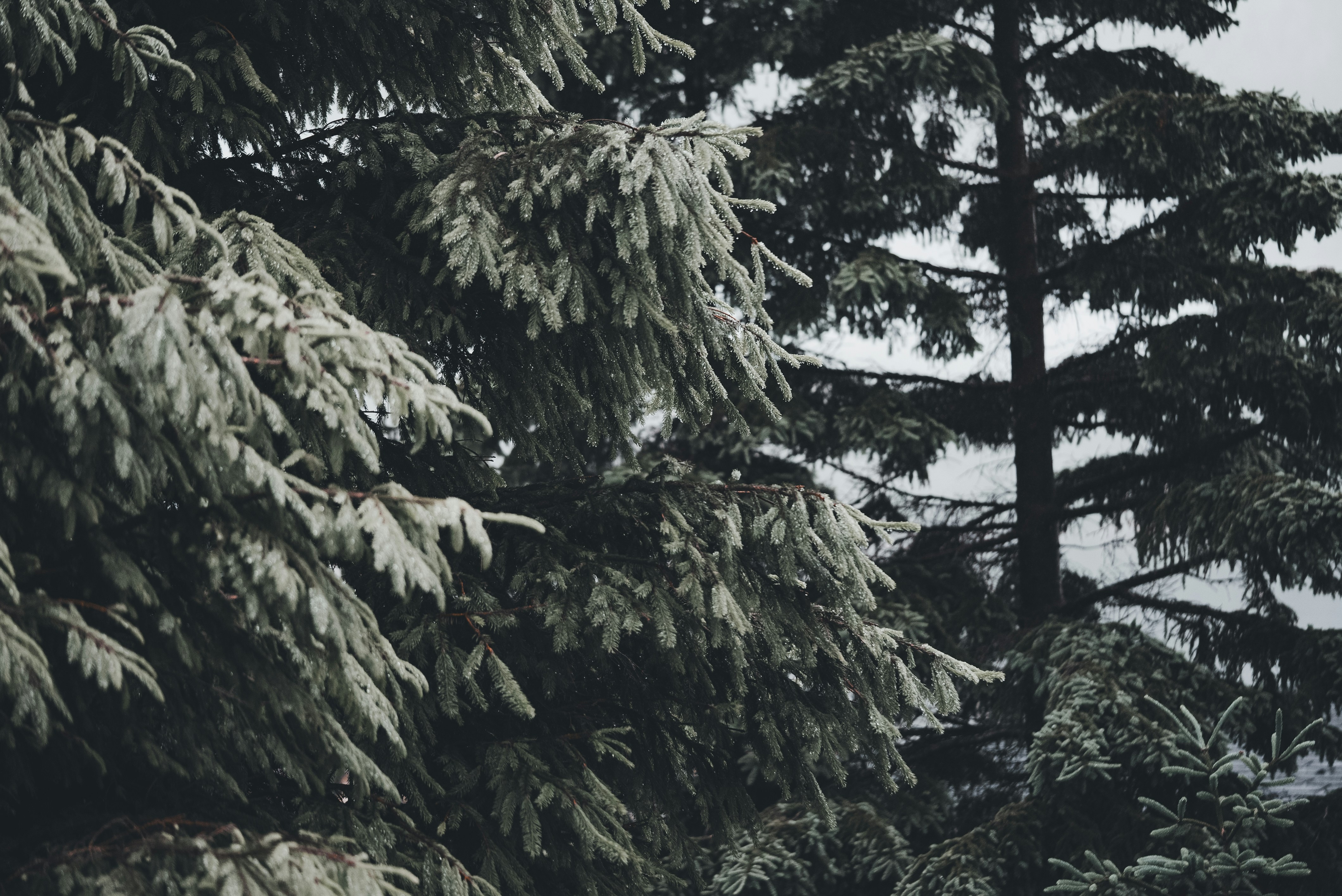 Snow-Blanketed Pines in a Quiet, Shadowed Forest
