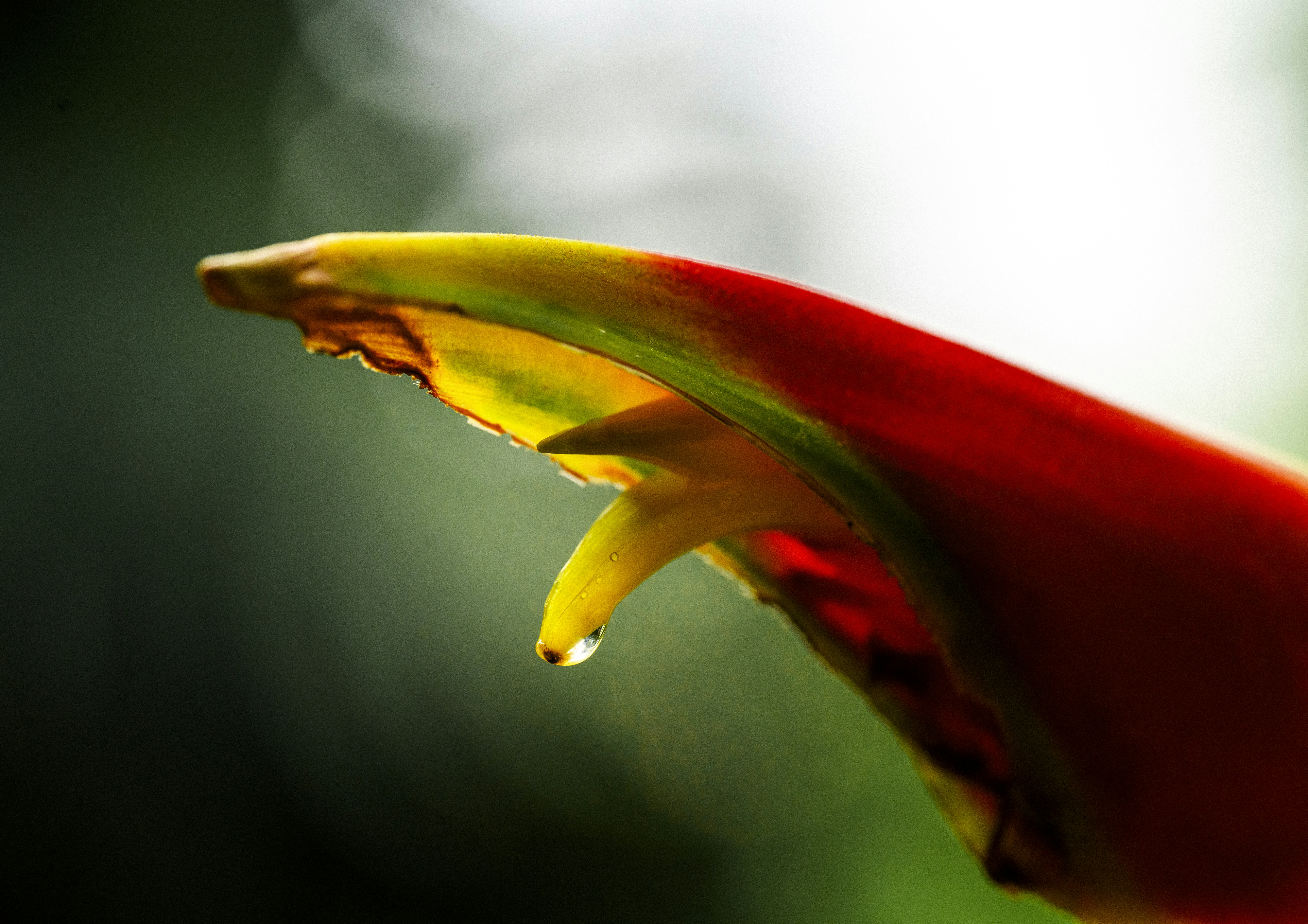 Crimson Edge and a Single Teardrop: A Macro Moment on a Leaf