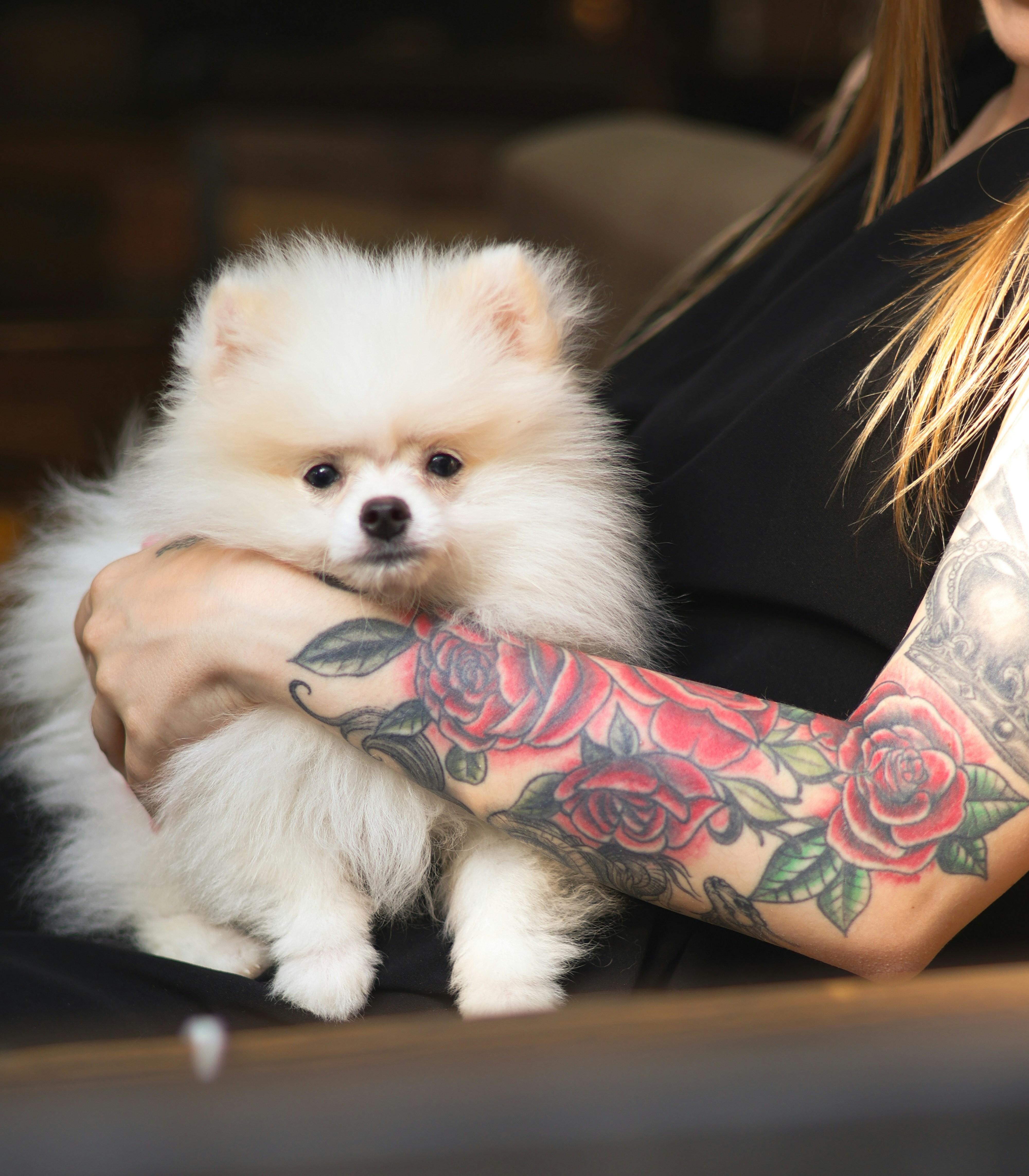 Fluffy Pomeranian Embrace: Tattoos and Tender Gaze
