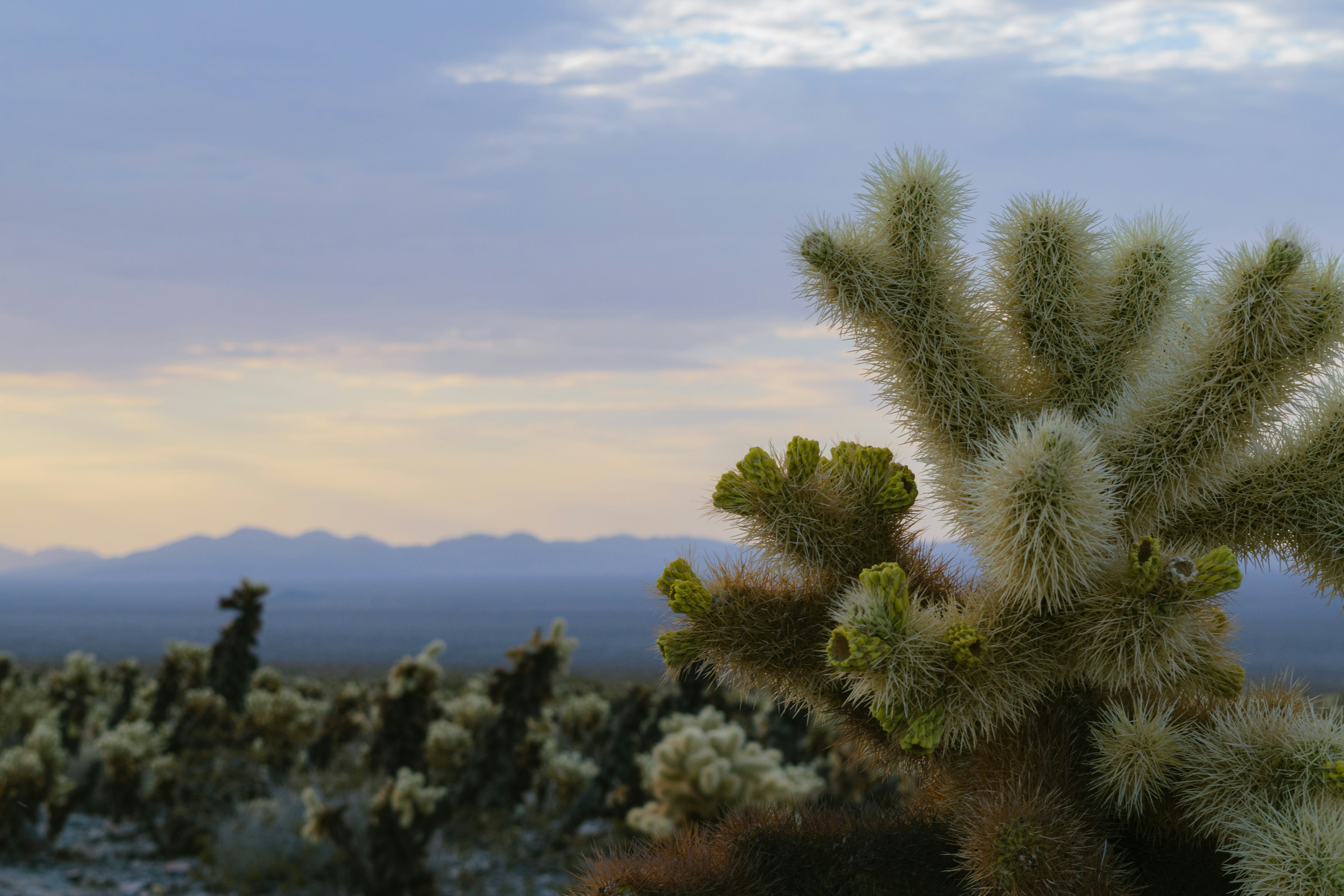 Cholla in the Last Light: Fuzzy Arms Against a Desert Horizon