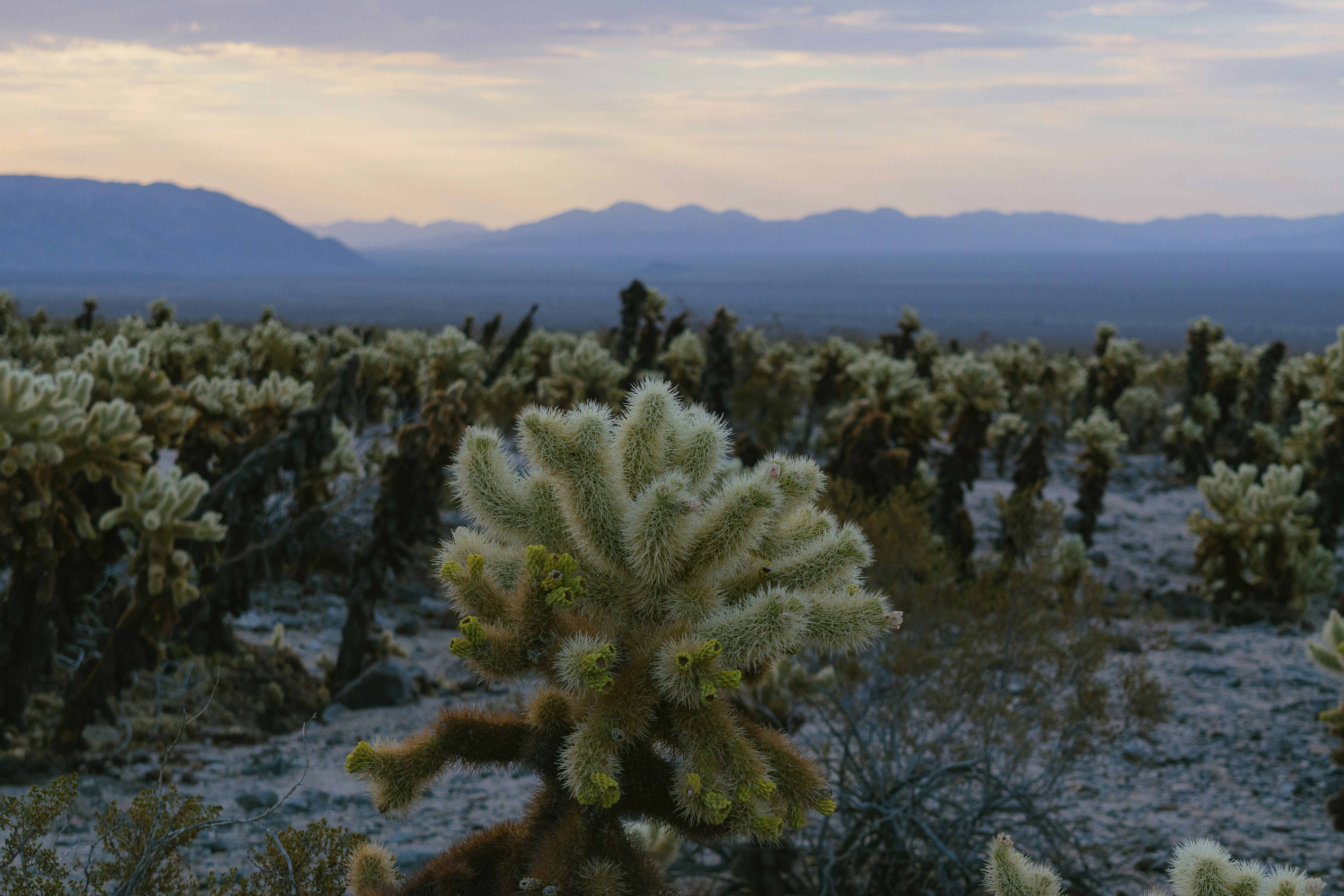 Photo by Mick Kirchman with Nikon D3300