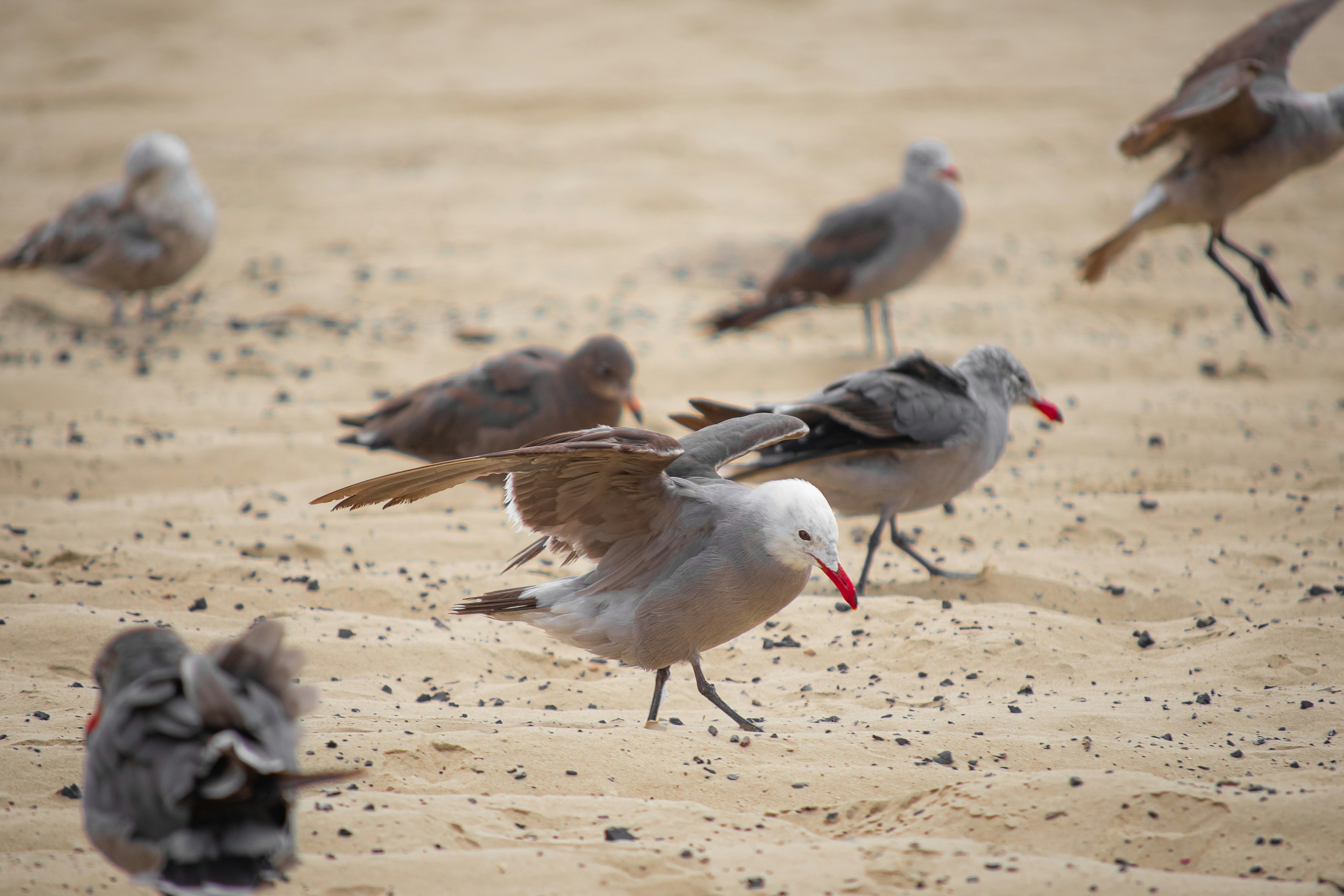Midstride White Gull Anchors a Sand-Swept Seabird Moment