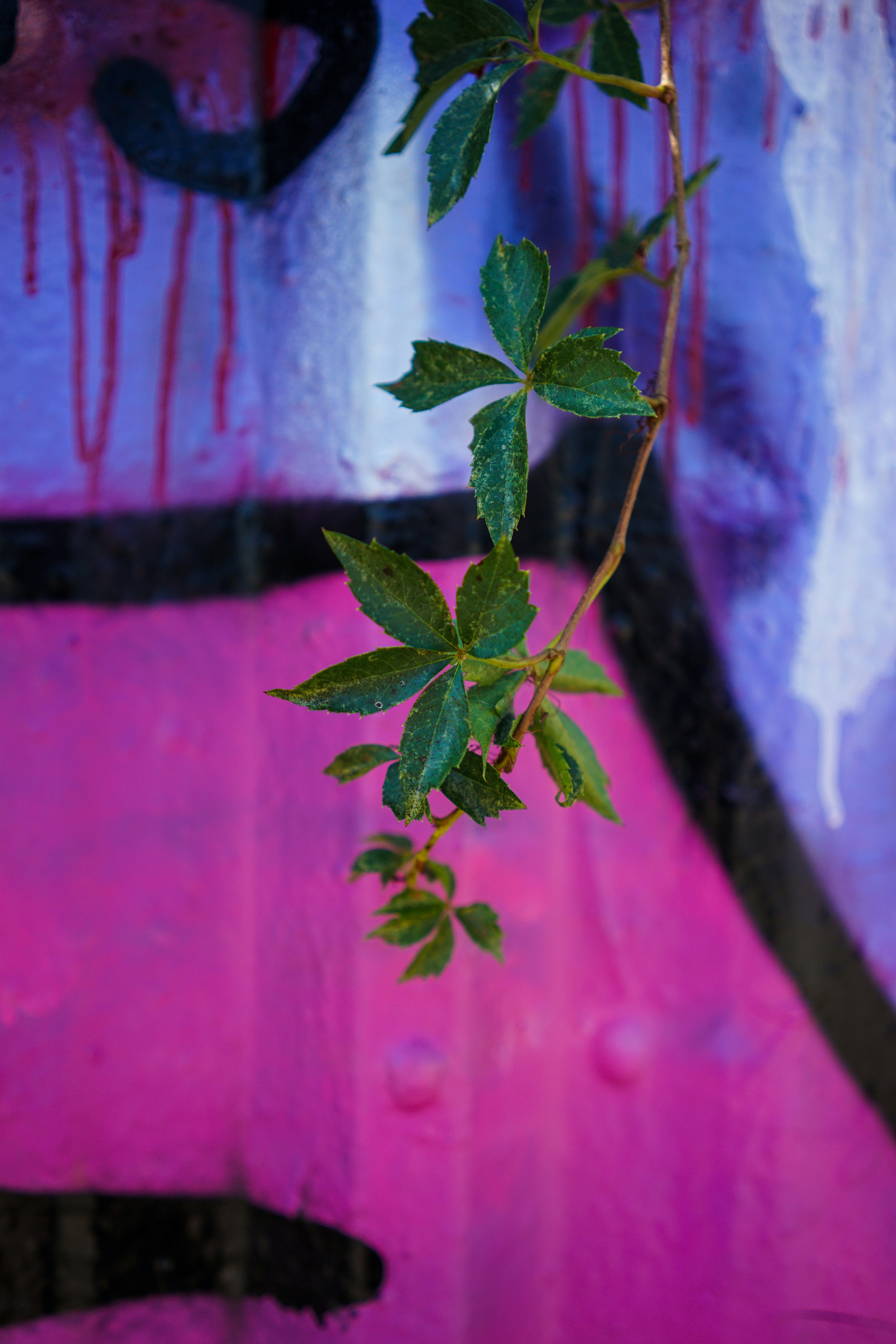 Emerald Vine Framing Neon Graffiti