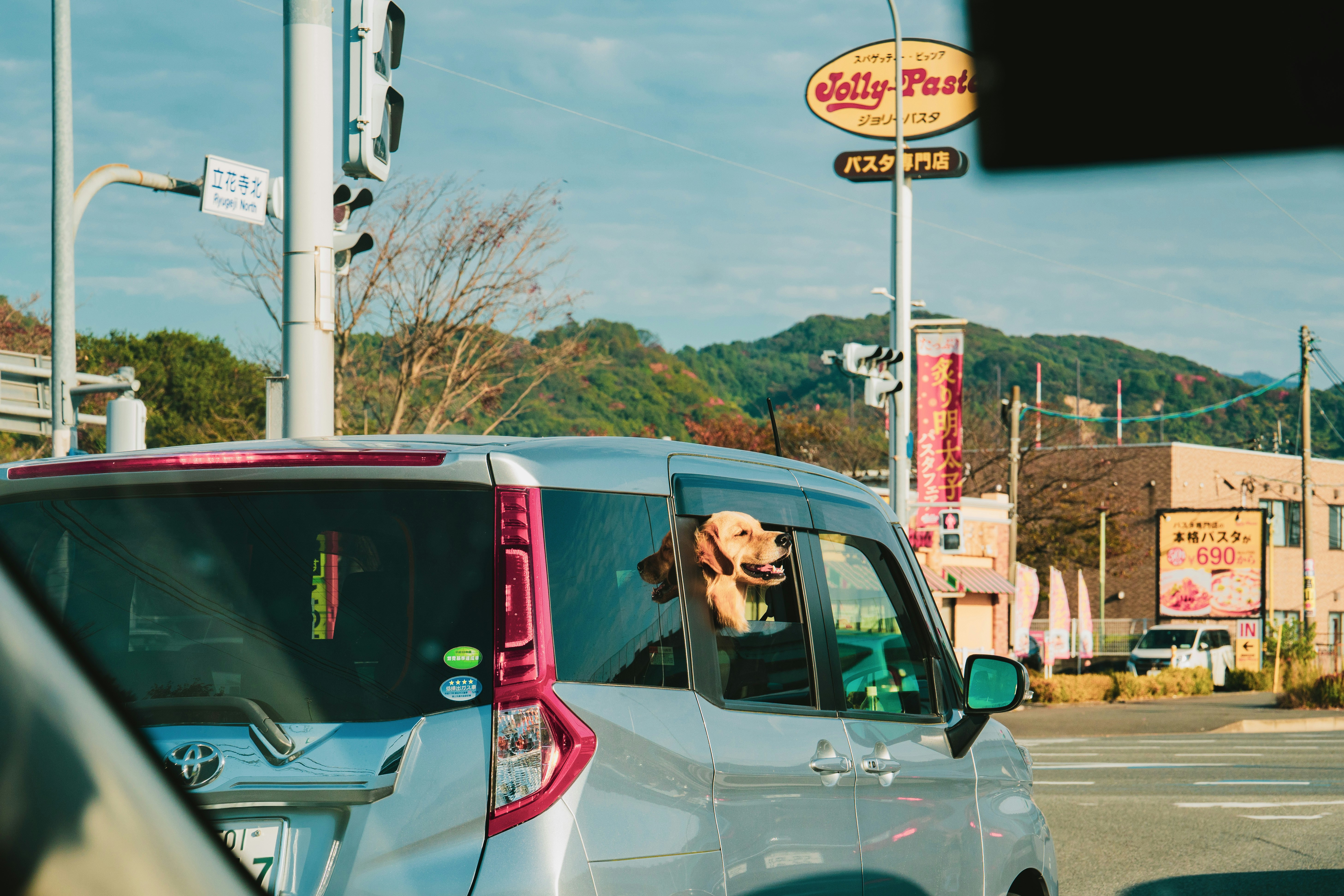 Dog with its head out the window of a car at a busy intersection under a clear sky.