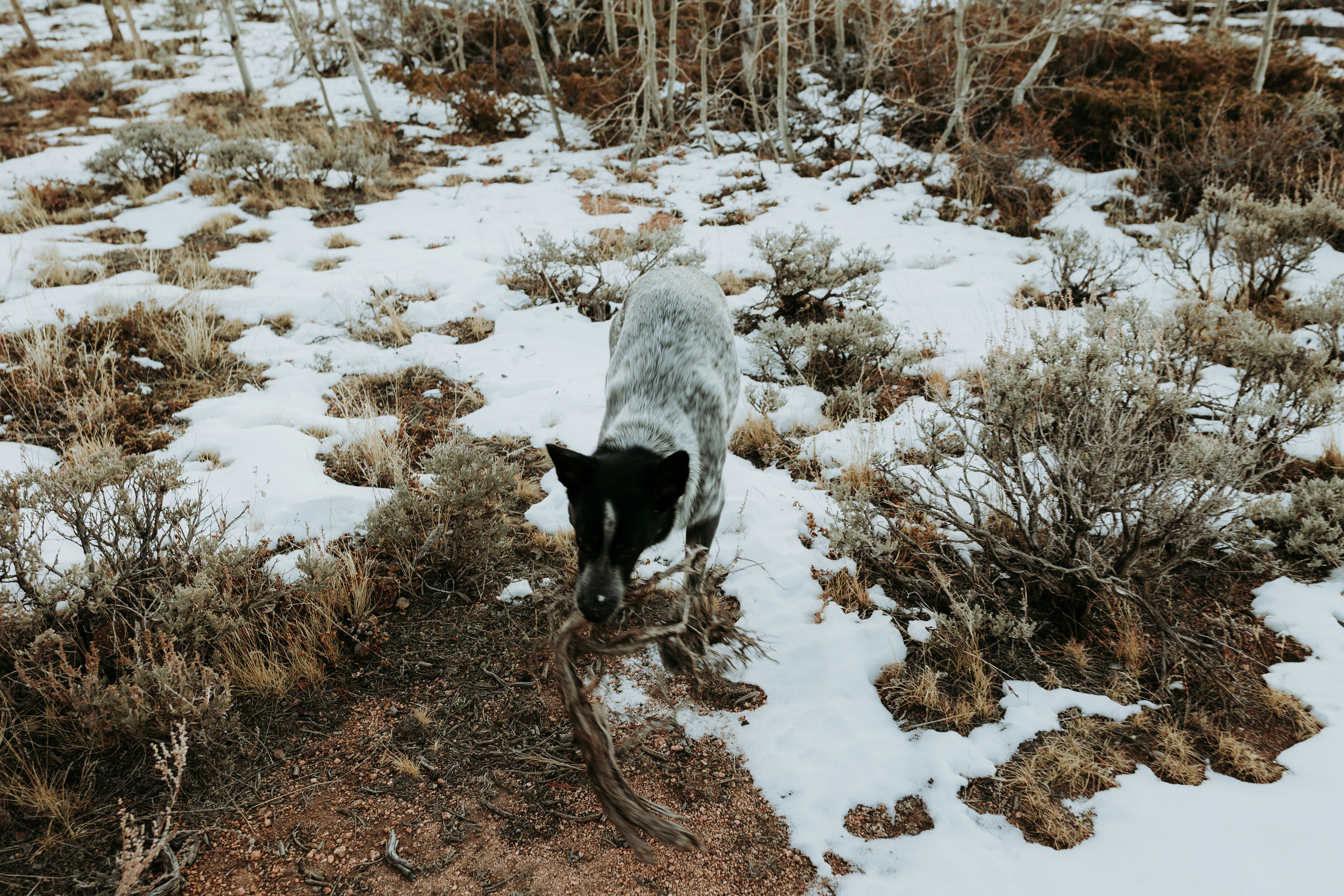 Antlered Echo: A Fox in Snow-Dusted Scrub