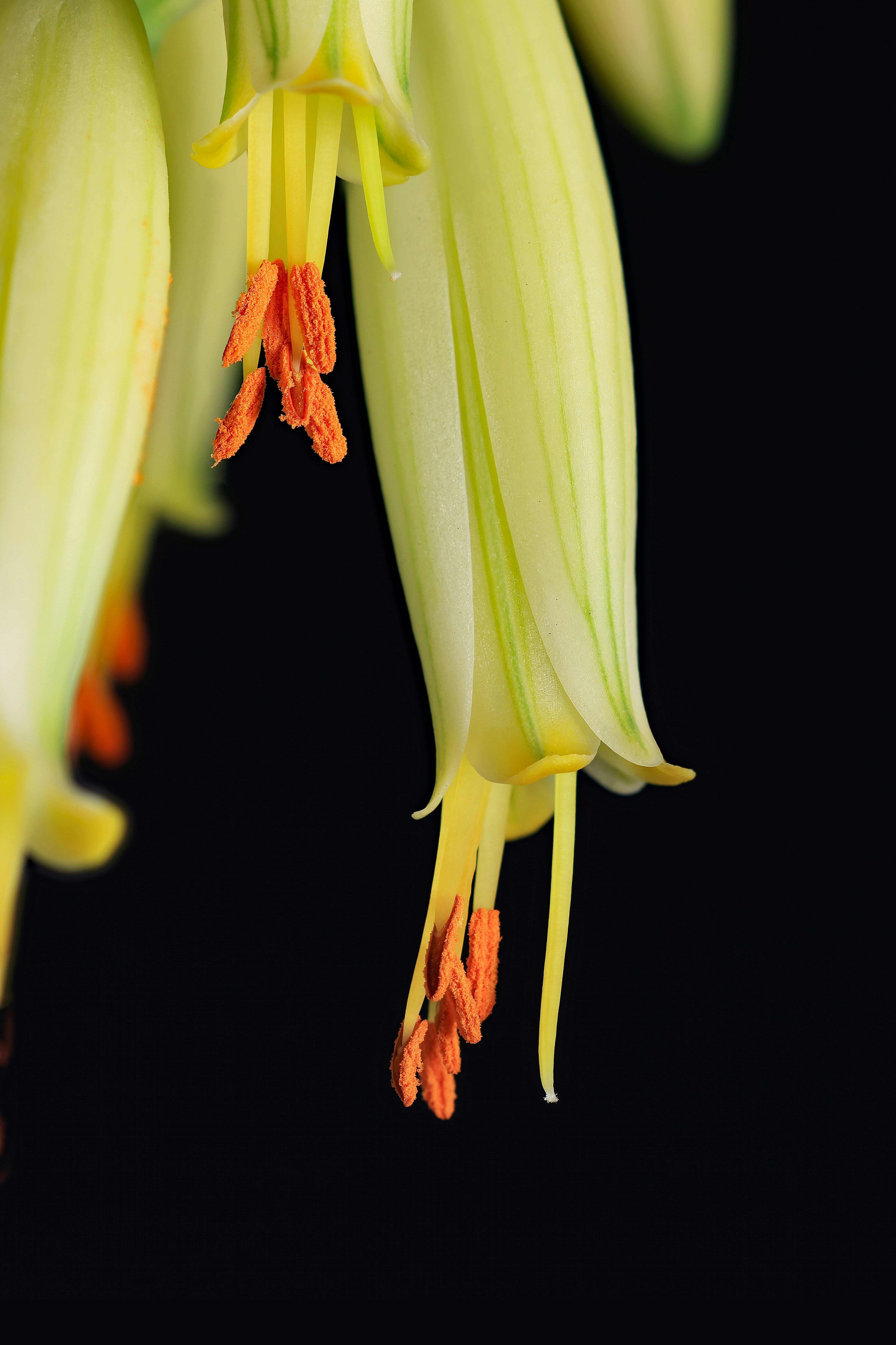 Lime-Yellow Lily Tubes: A Macro Study Against Velvet Black