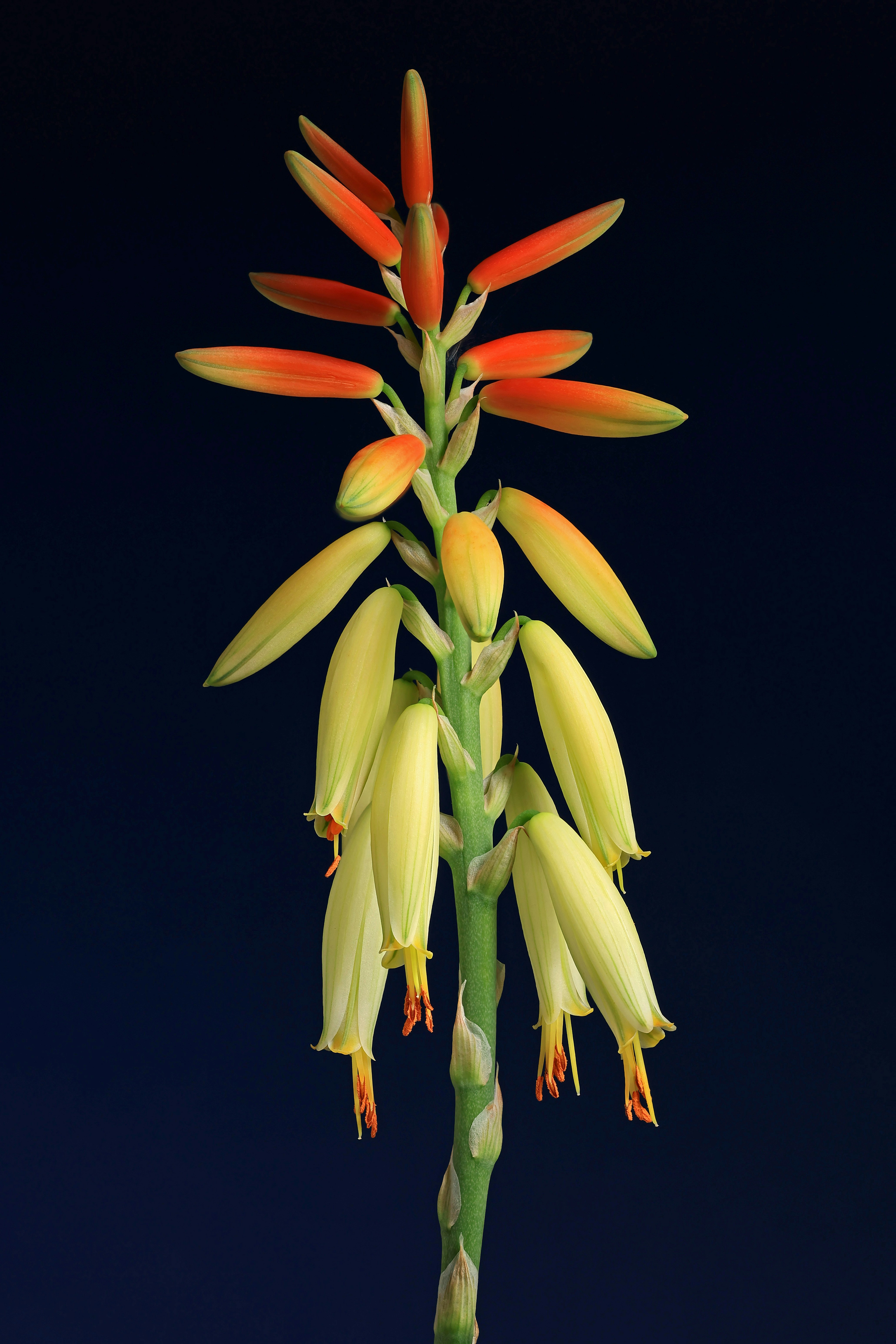 Macro photo of a South African aloe flower. Aloe cv. "Echidna".