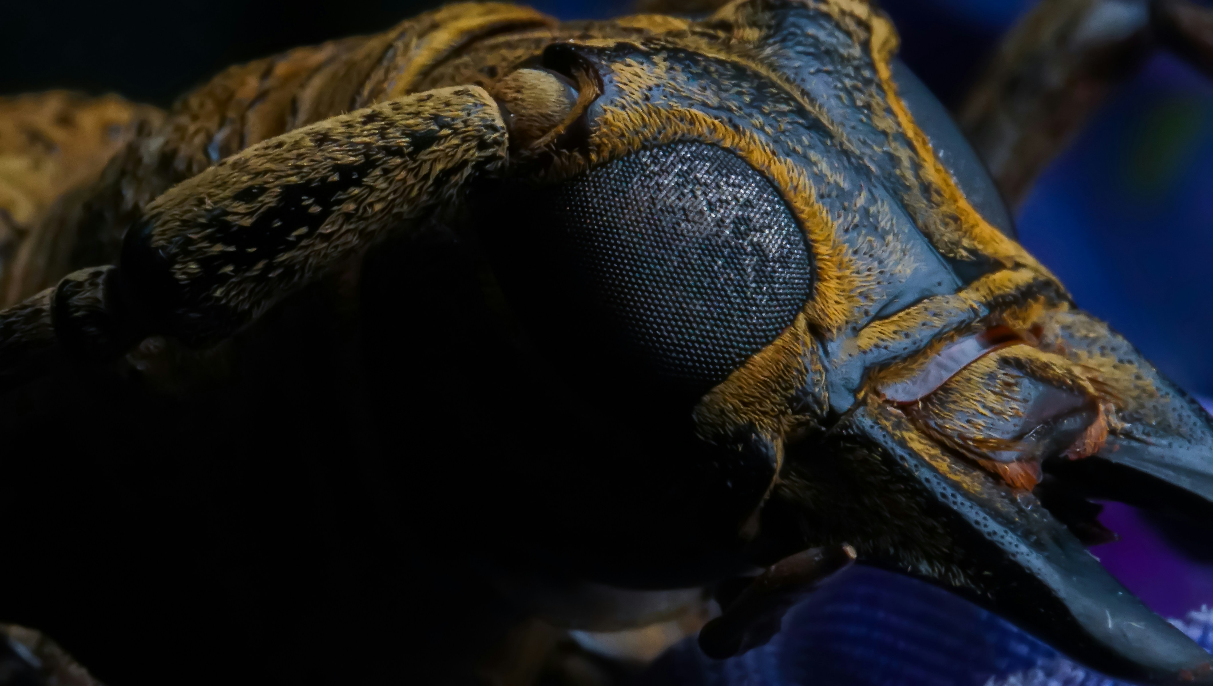 Macro Portrait of a Creature: Rugged Scales Framing a Dark Eye