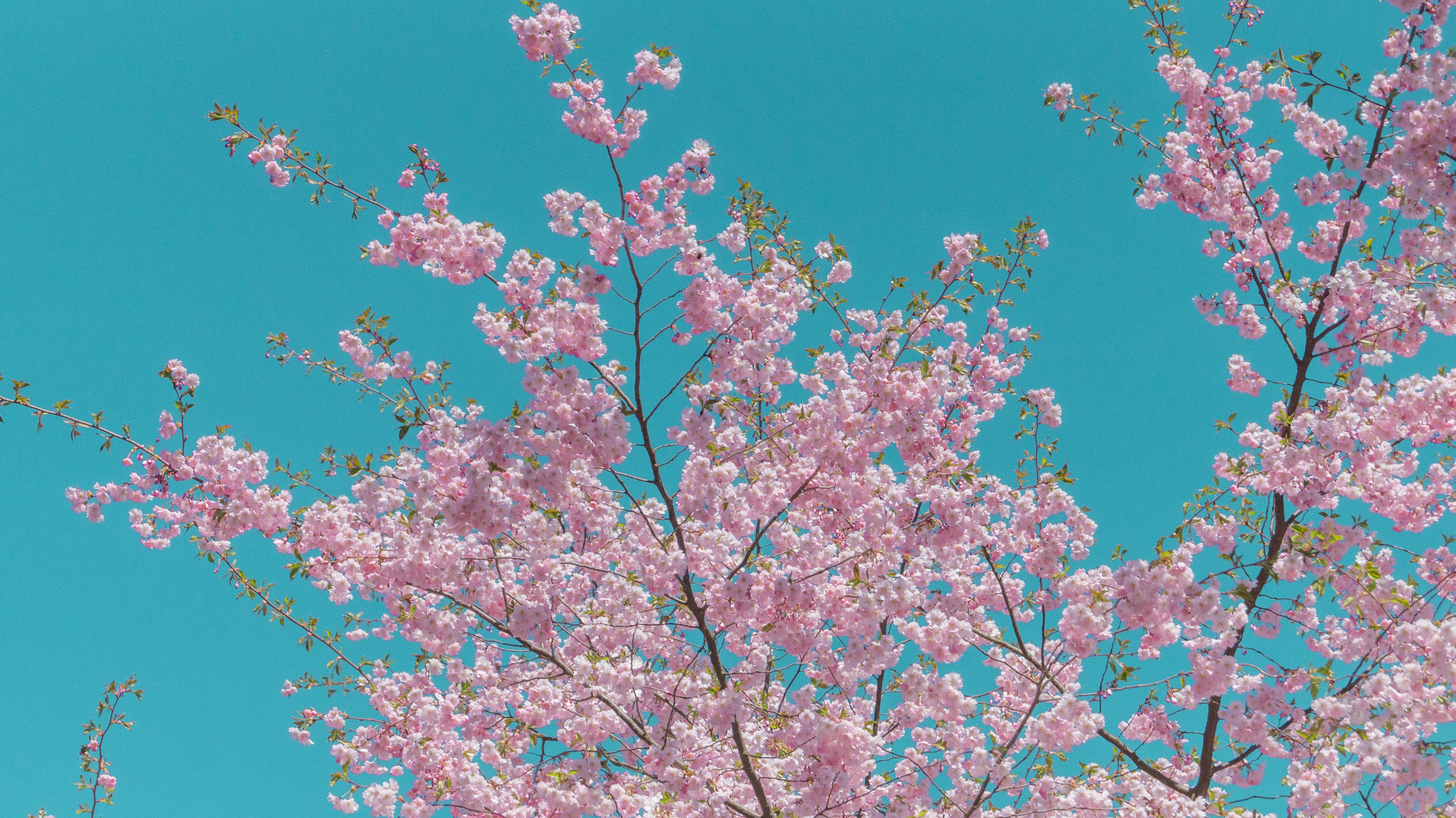 A pink tree with lots of pink flowers photo – Free Flower Image on Unsplash