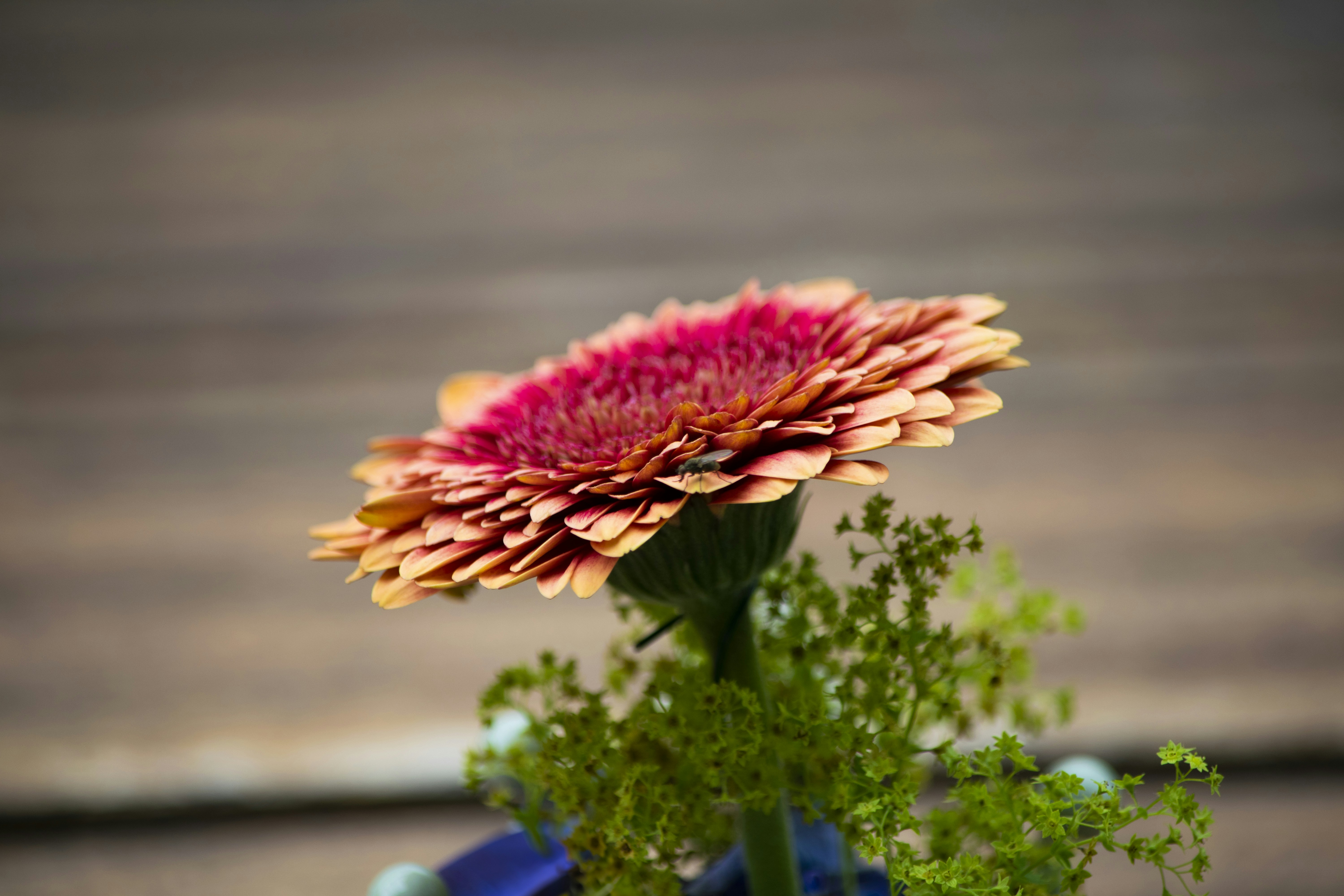Petaled Sunrise on Weathered Wood: Chrysanthemum in Focus