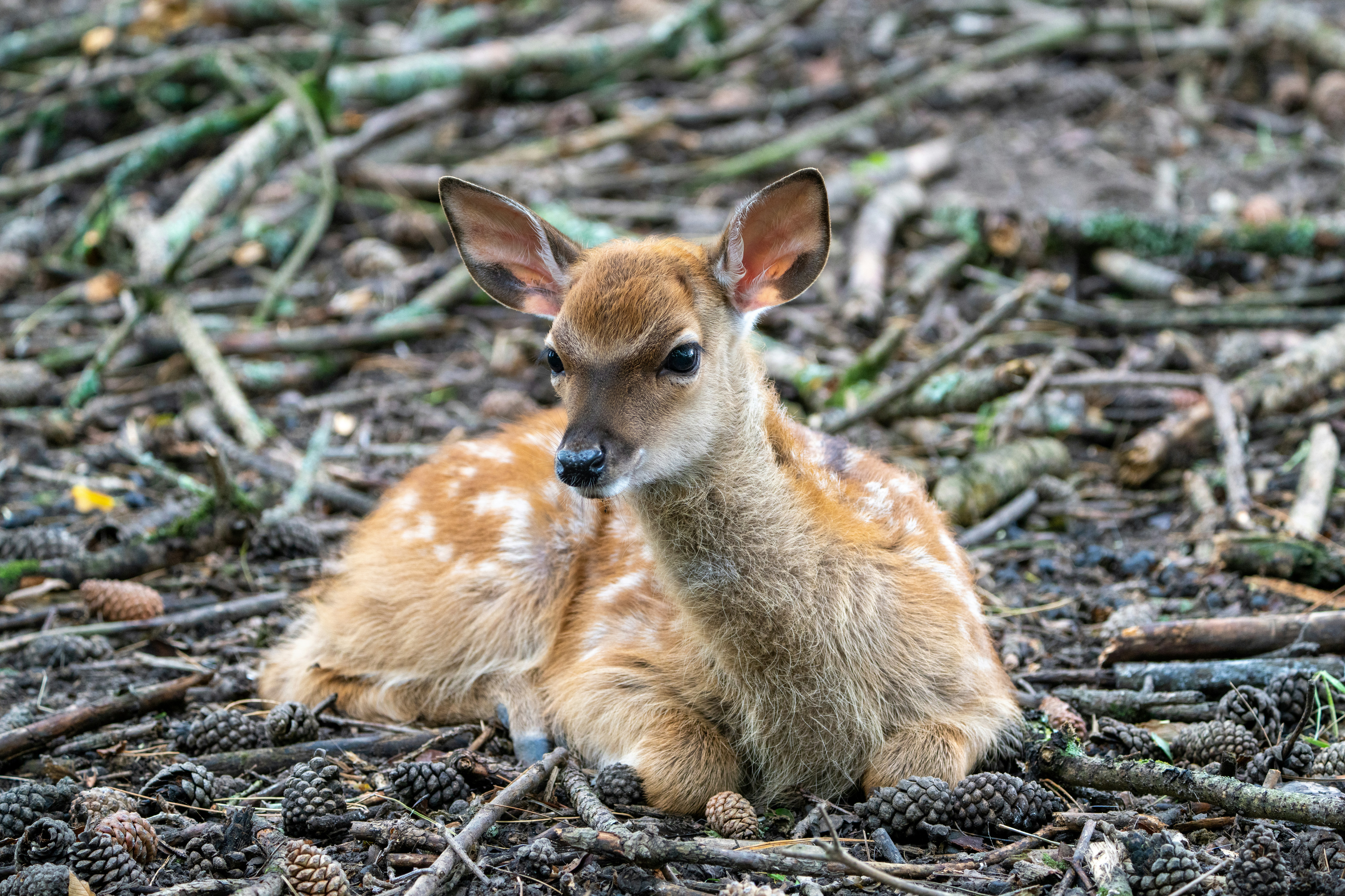 Suede Pictures | Download Free Images on Unsplash