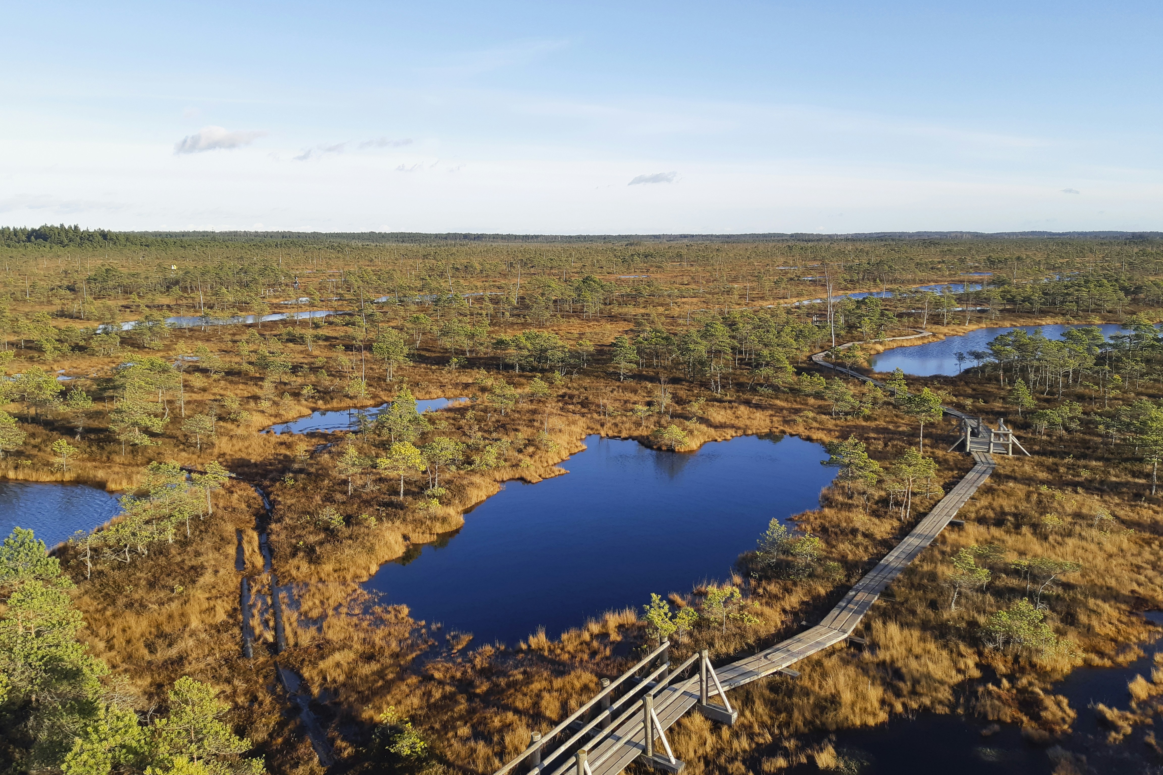 An aerial view of a boardwalk in a swampy area photo – Free Slampe ...
