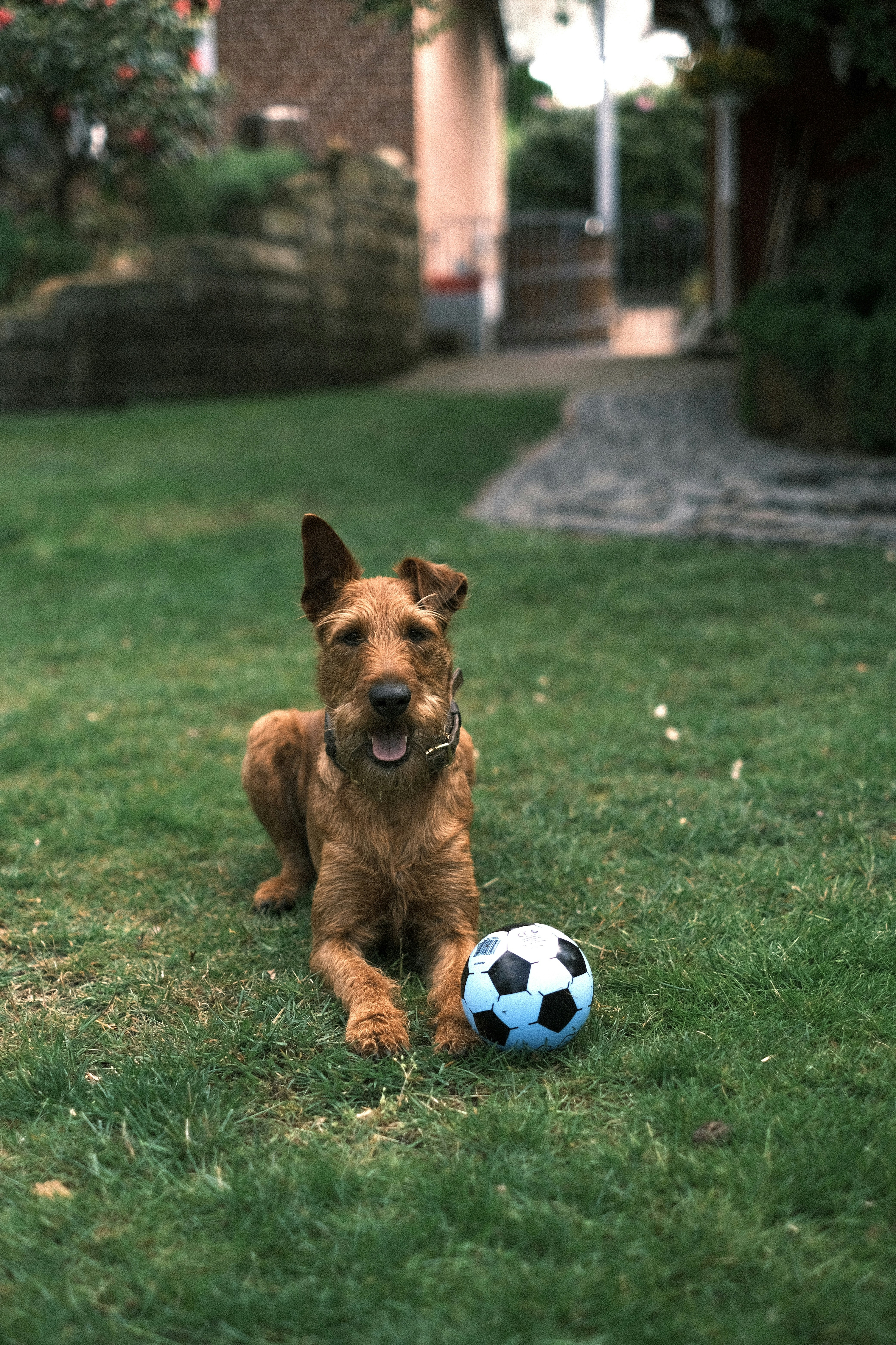 Aide-de-Cour: Playful Guardian by the Ball