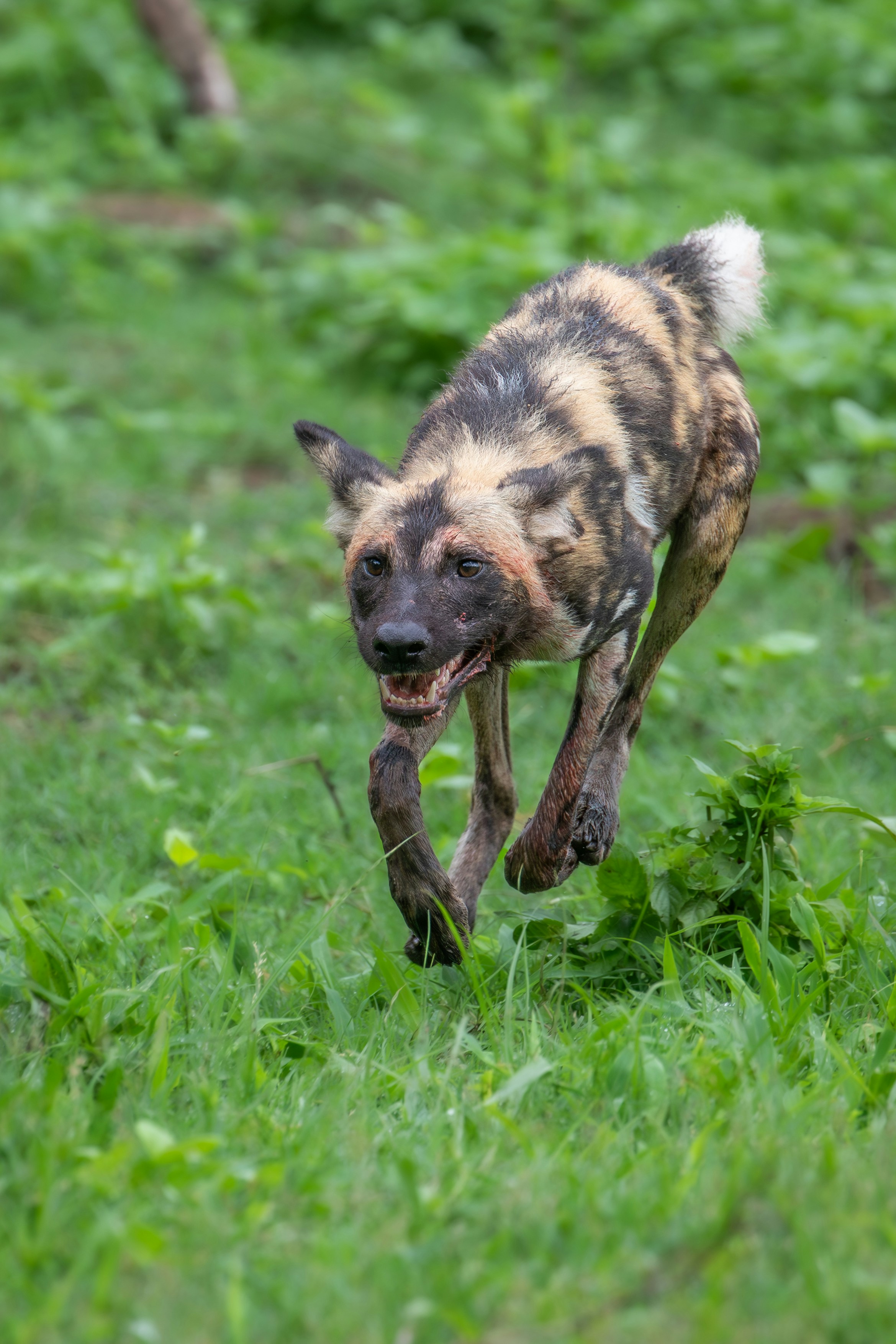 African Wild Dog Running
