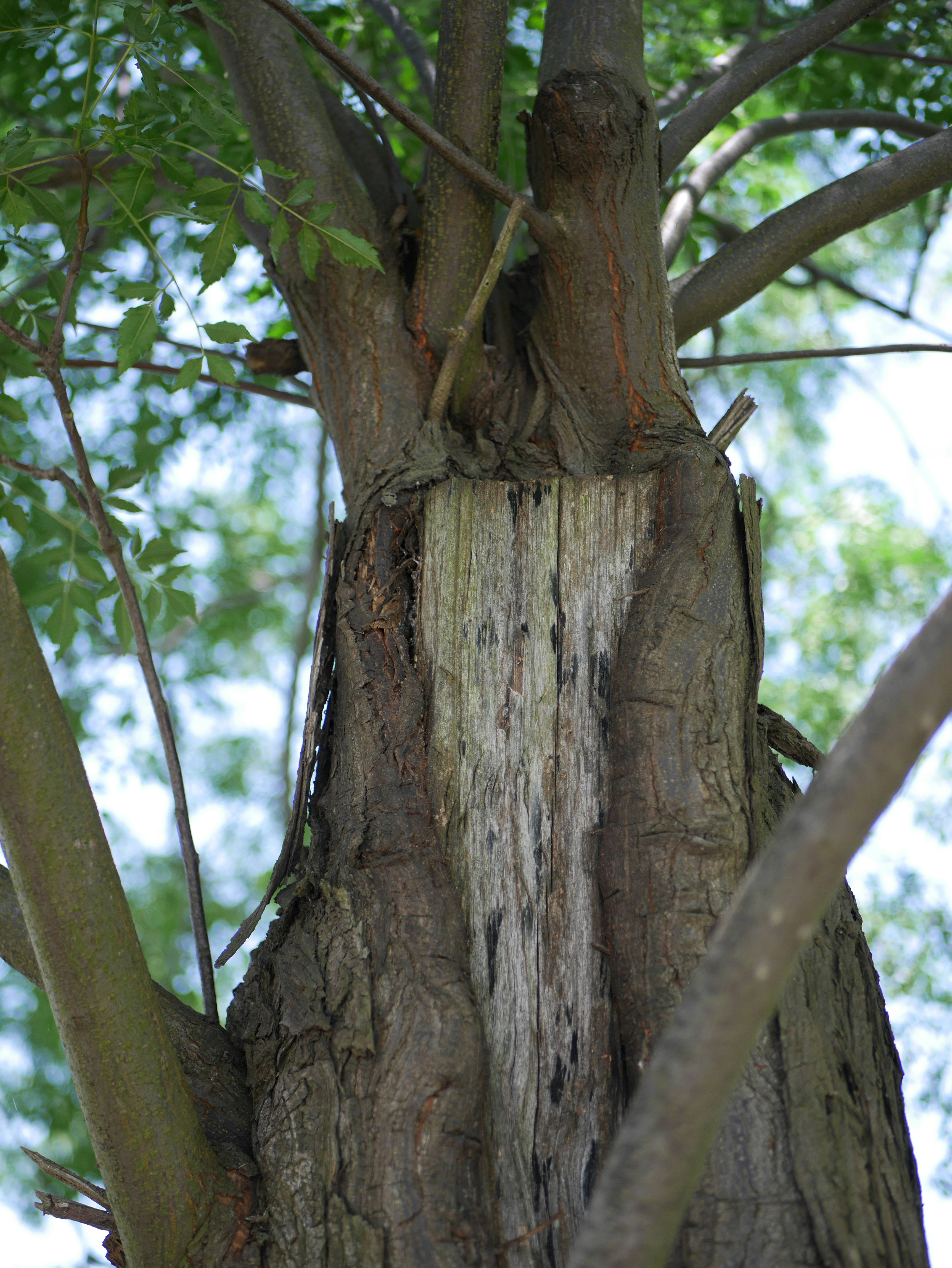 Close-up of a weathered tree trunk with peeling bark and a textured hollow core. Surrounded by green leaves and branches.
