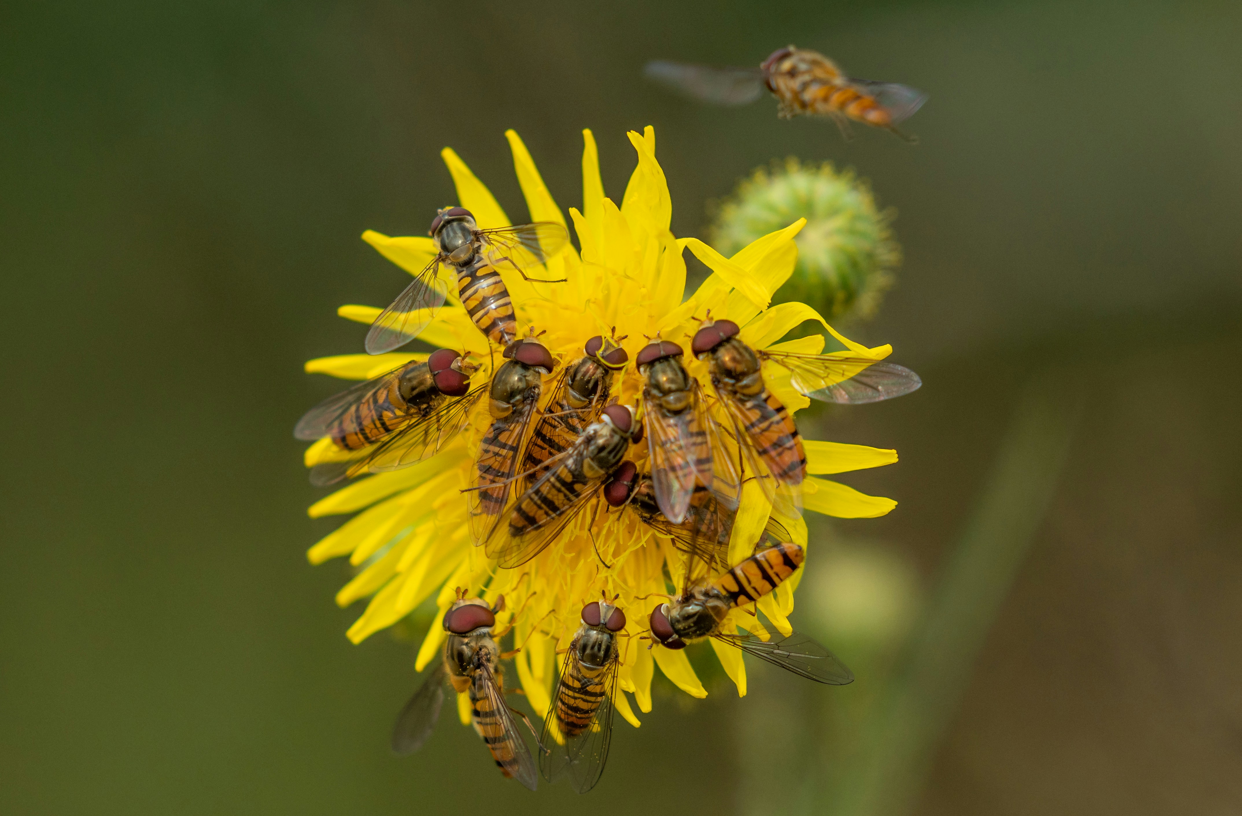 Sunlit Convergence: Hoverflies Cluster on a Bright Yellow Bloom