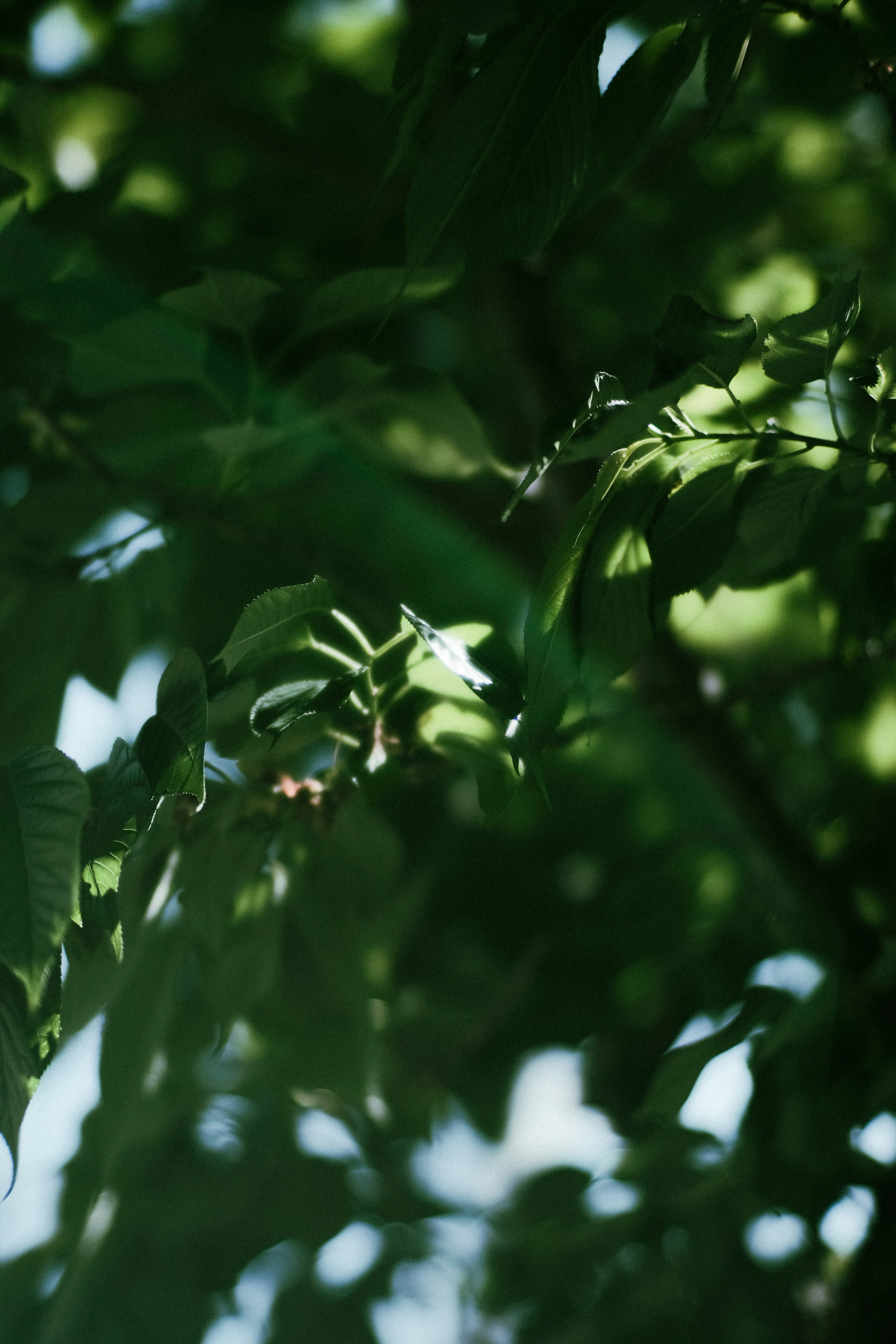 Photo by MAK with Fujifilm X-T20