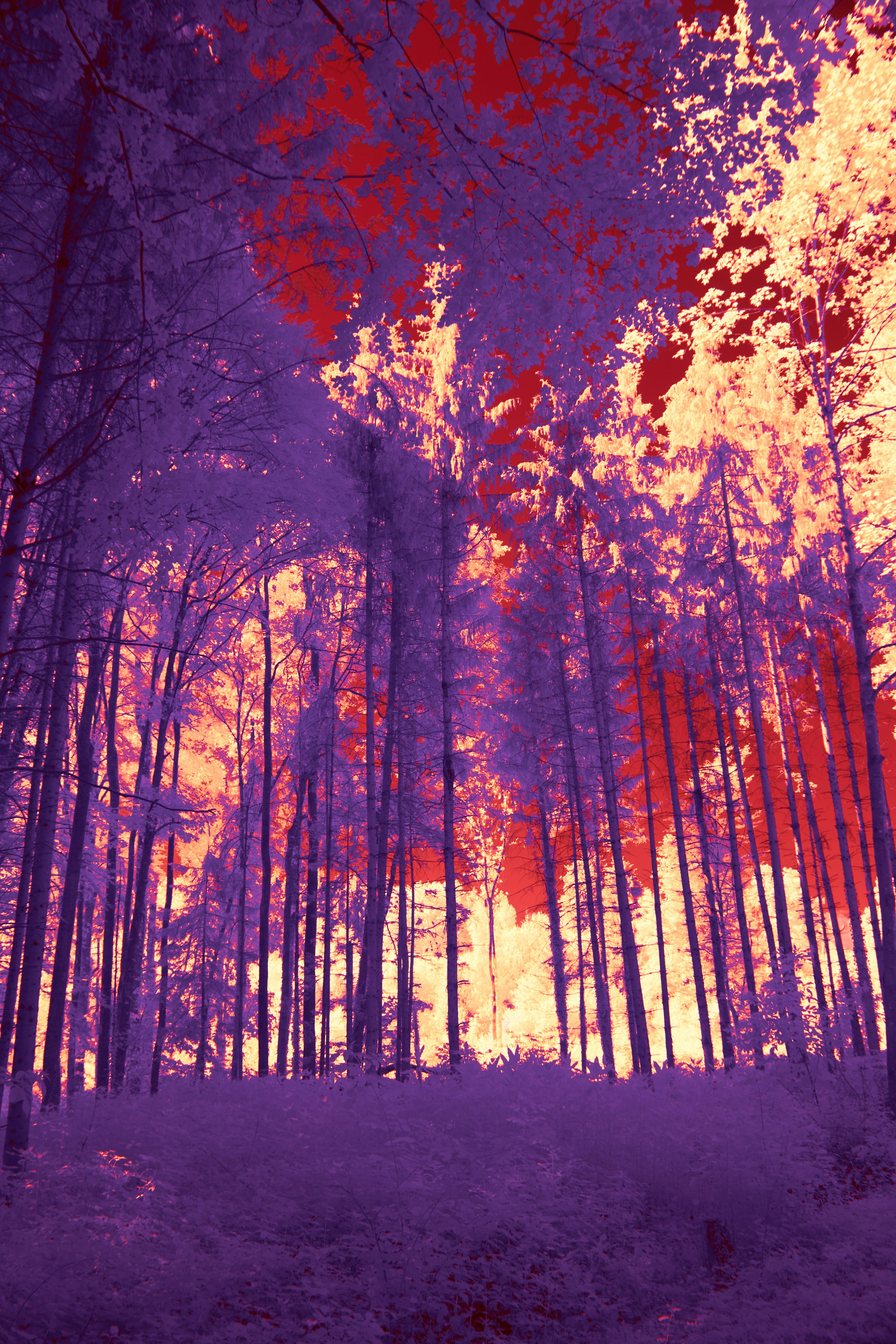 Photo by Wolfgang Hasselmann with Sony Alpha 7 II