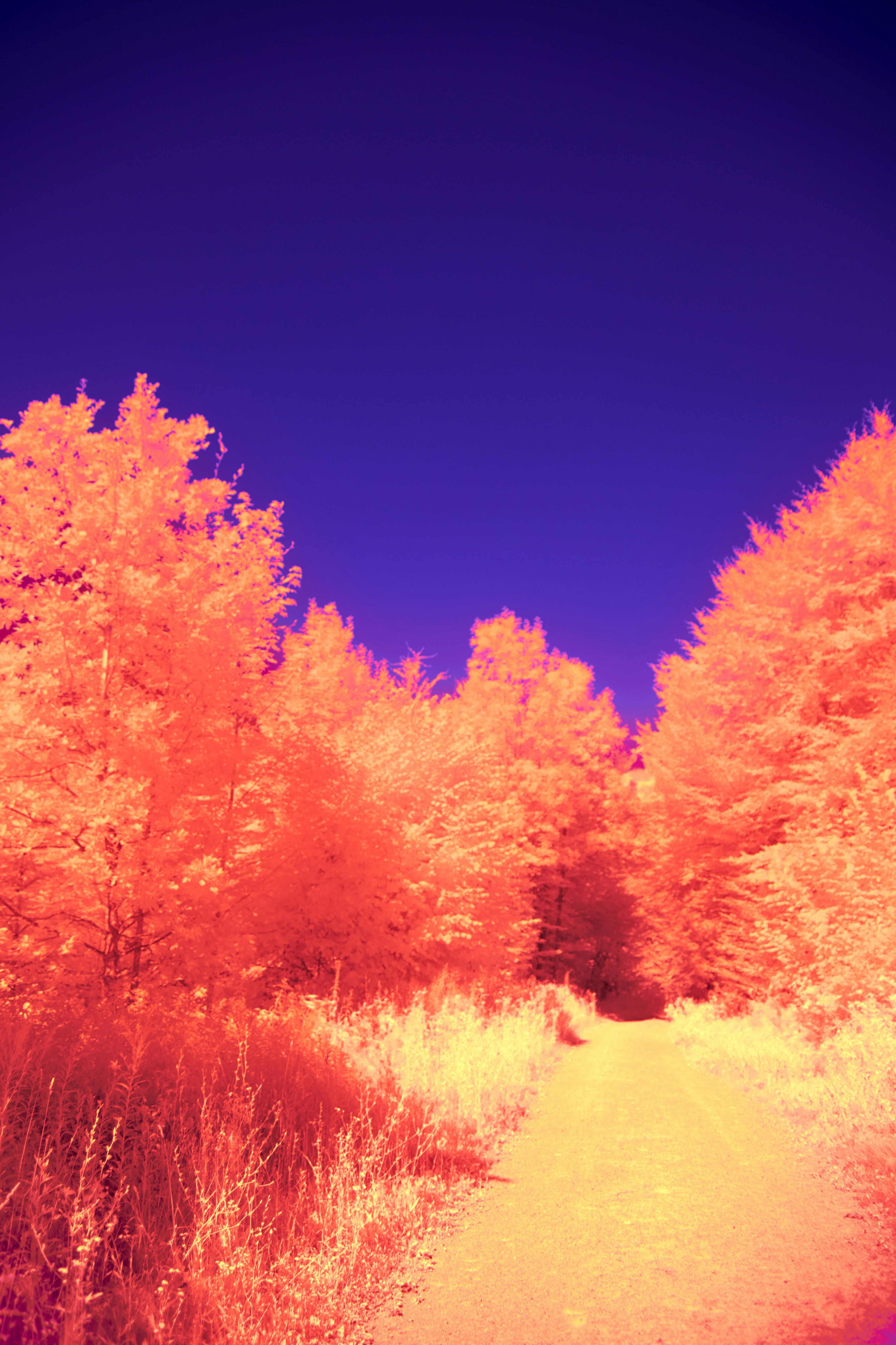 An infrared image of a path in the woods photo – Free Plant Image on ...