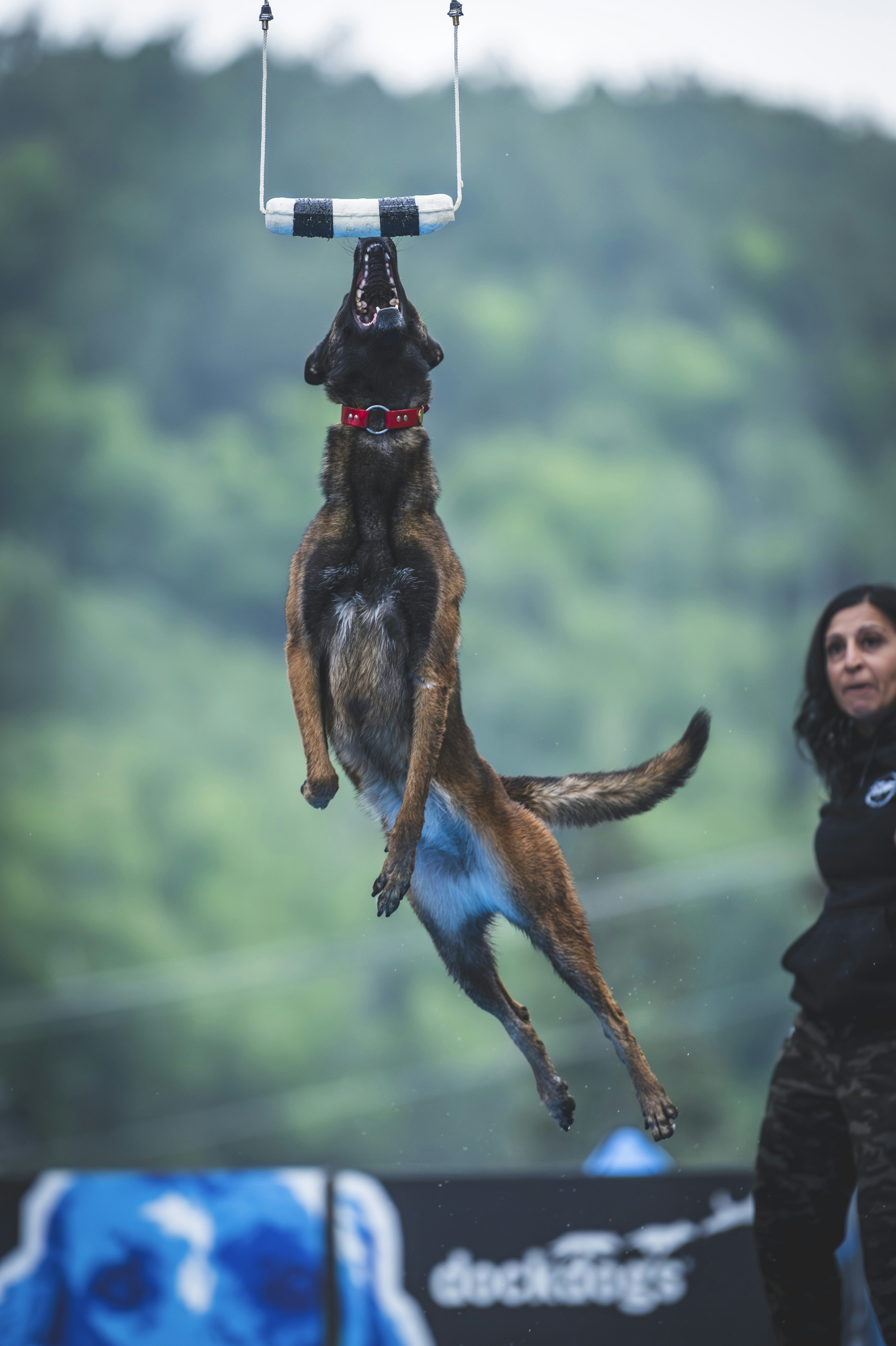 Midair Momentum: A Malinois Defies Gravity at the Bar