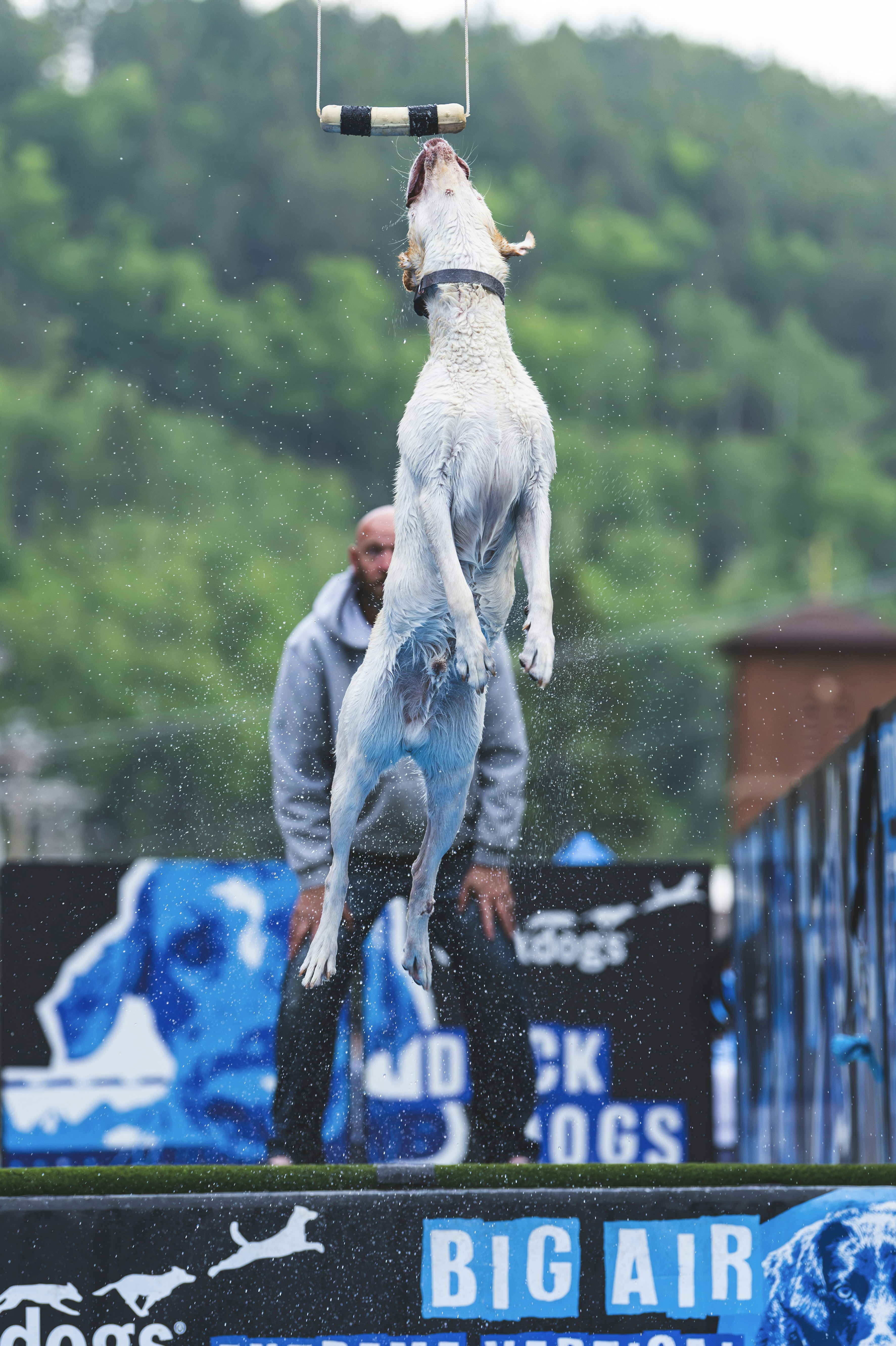 Airborne Pursuit: White Dog Reaches for the Bar in a Big Air Dogs Run