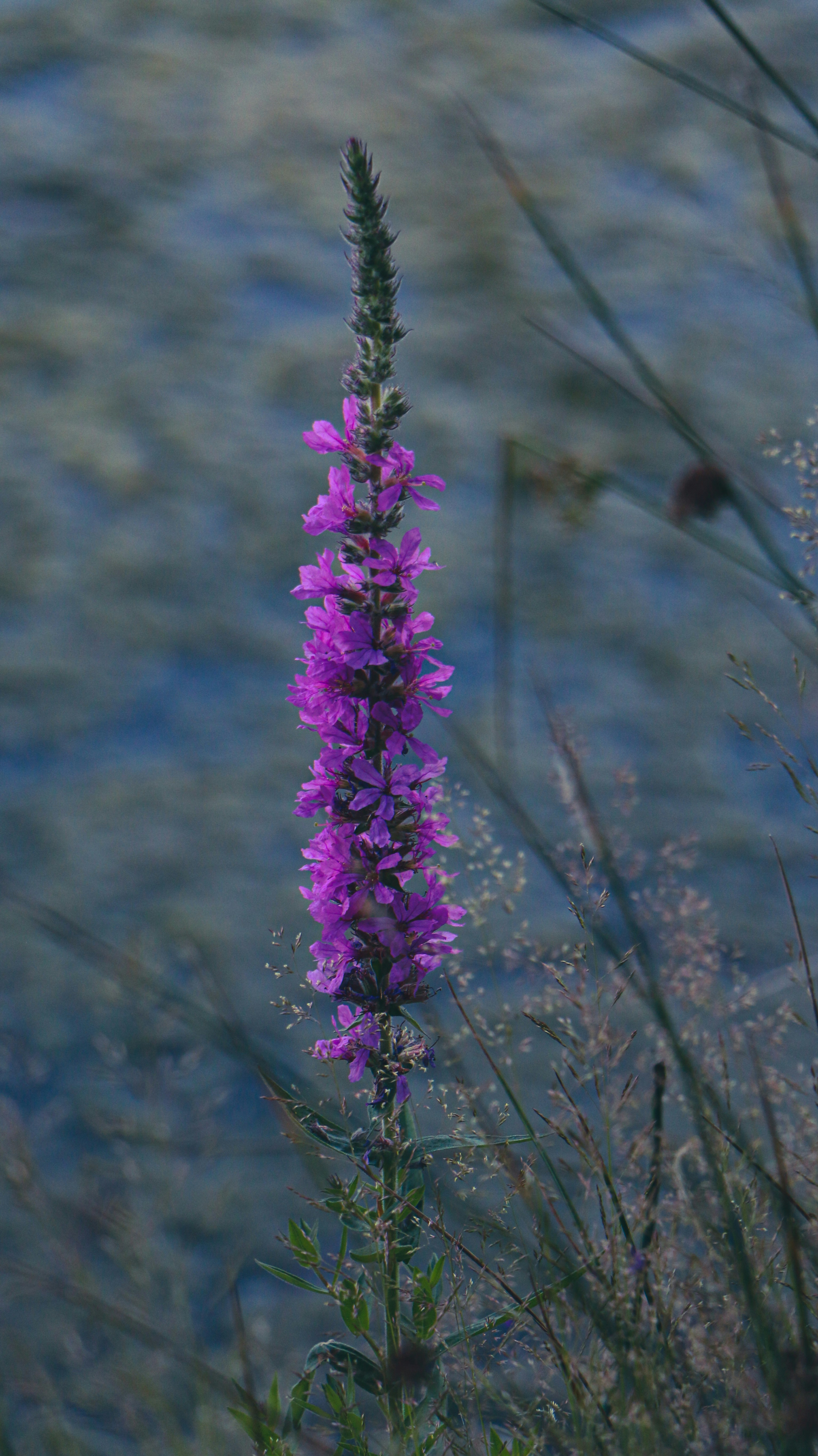 Lone Purple Spike Against a Quiet Waterfront