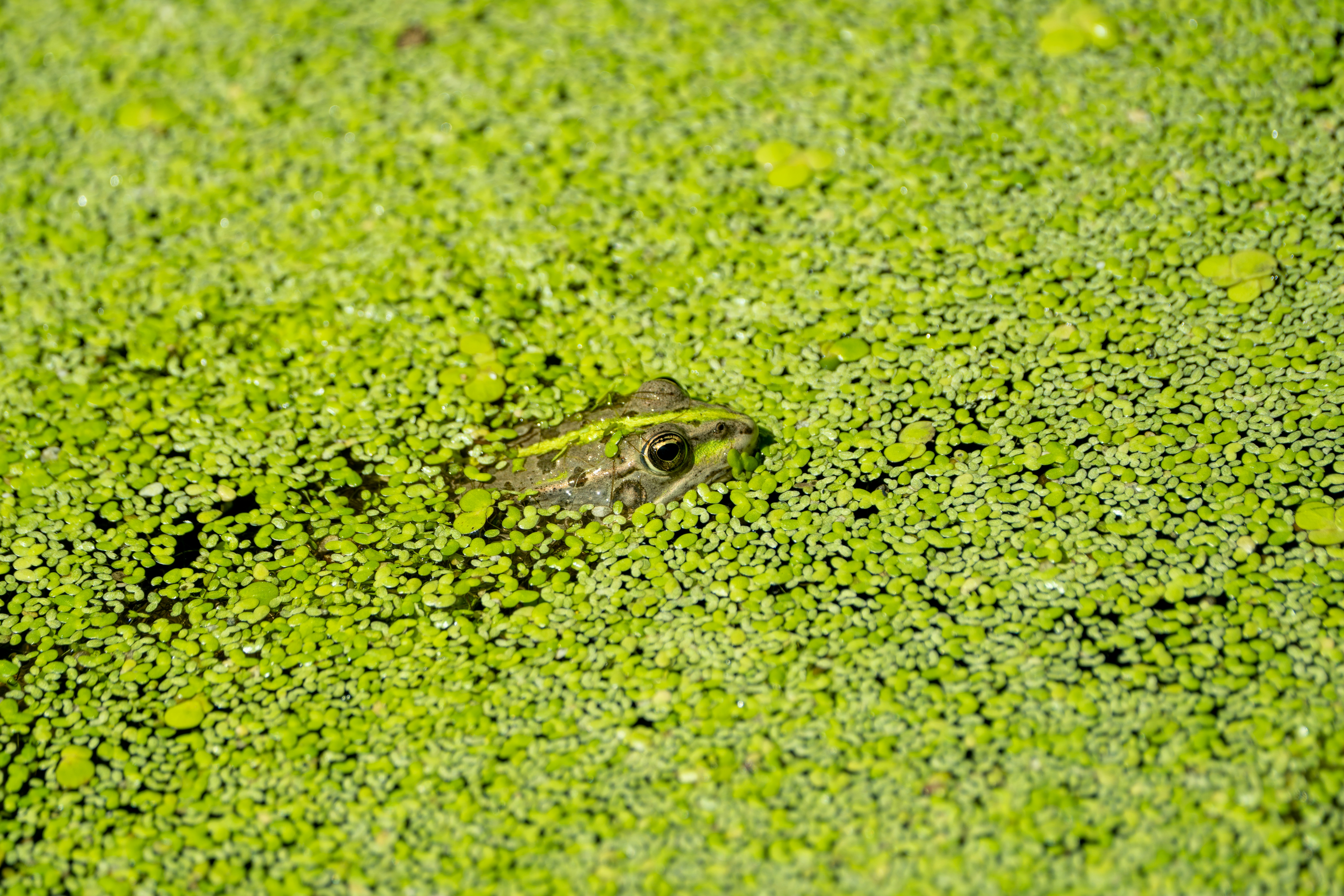 Frog partially submerged in vibrant green algae-covered water.