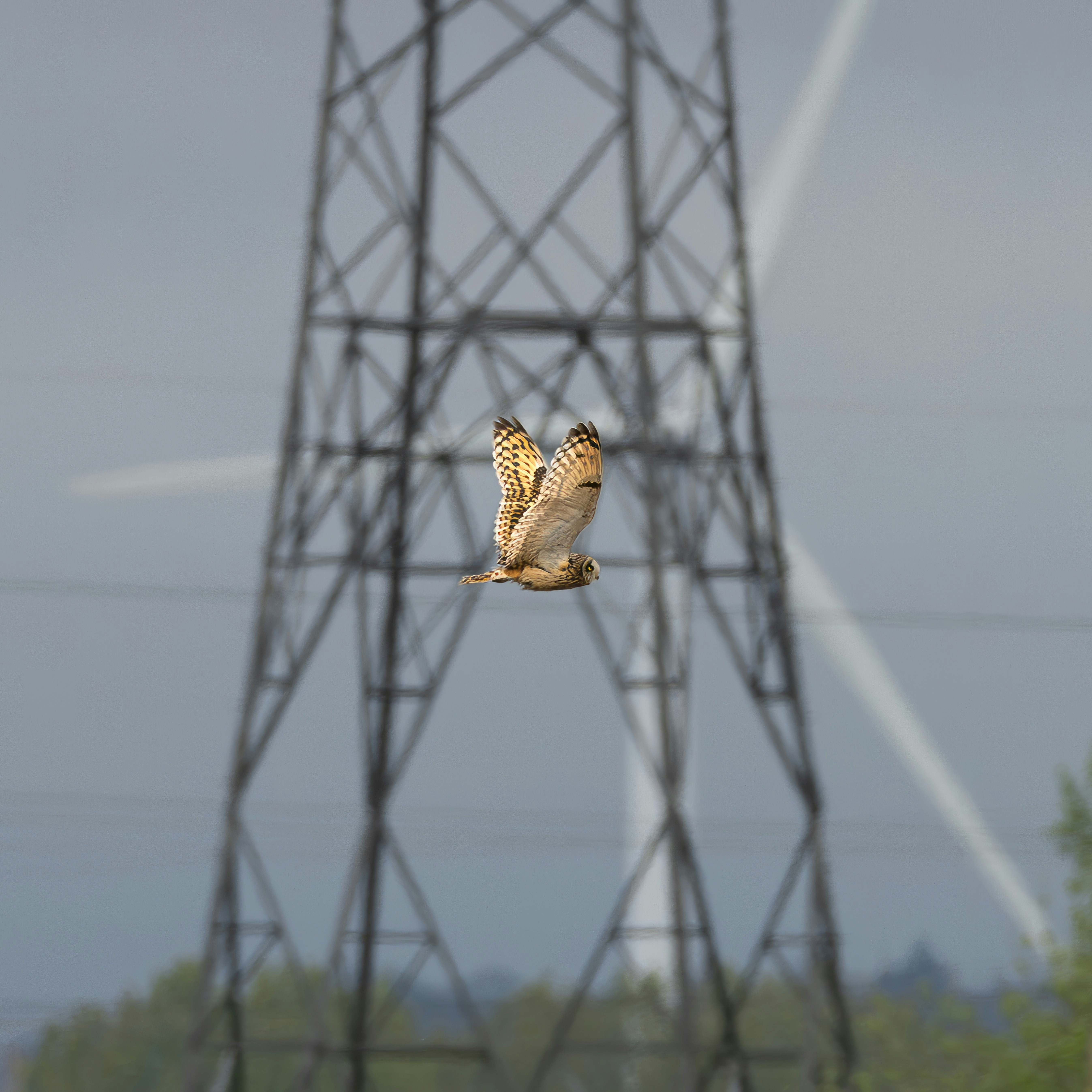 Hawk in Flight Beneath a Towering Lattice