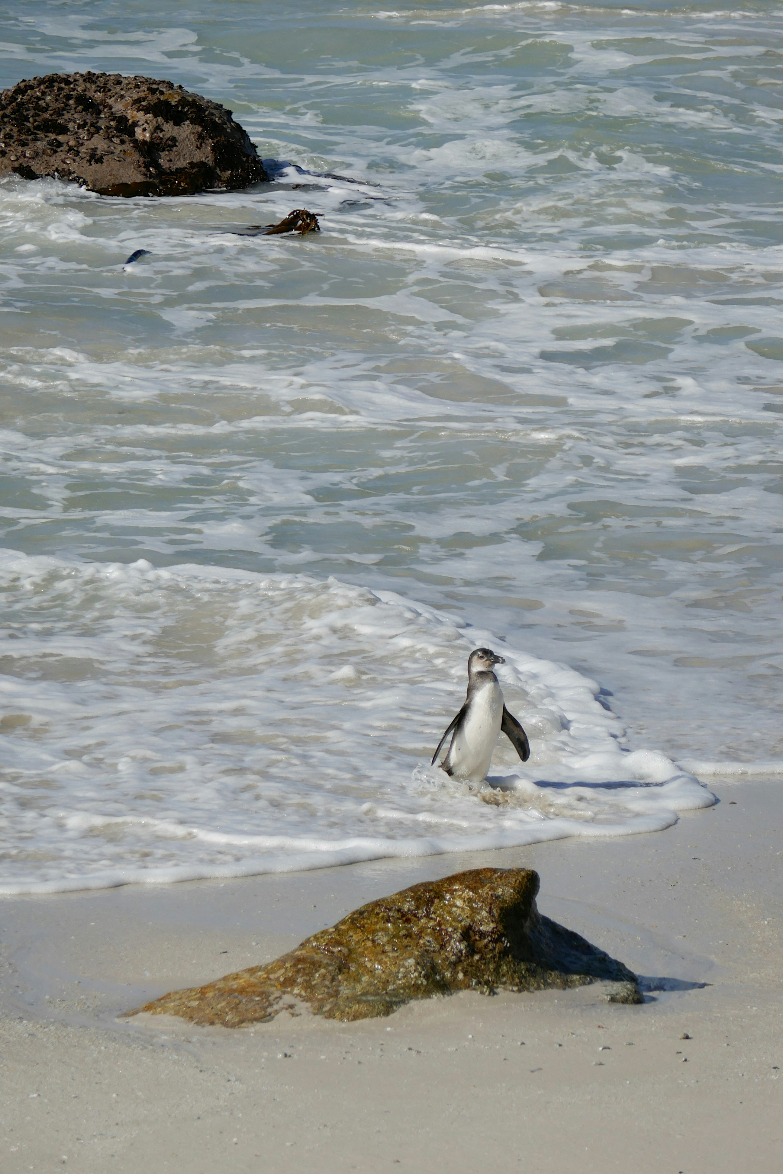 A penguin emerging from the surf onto a sandy beach, with gentle waves lapping at the shore and a rocky outcrop in the background.