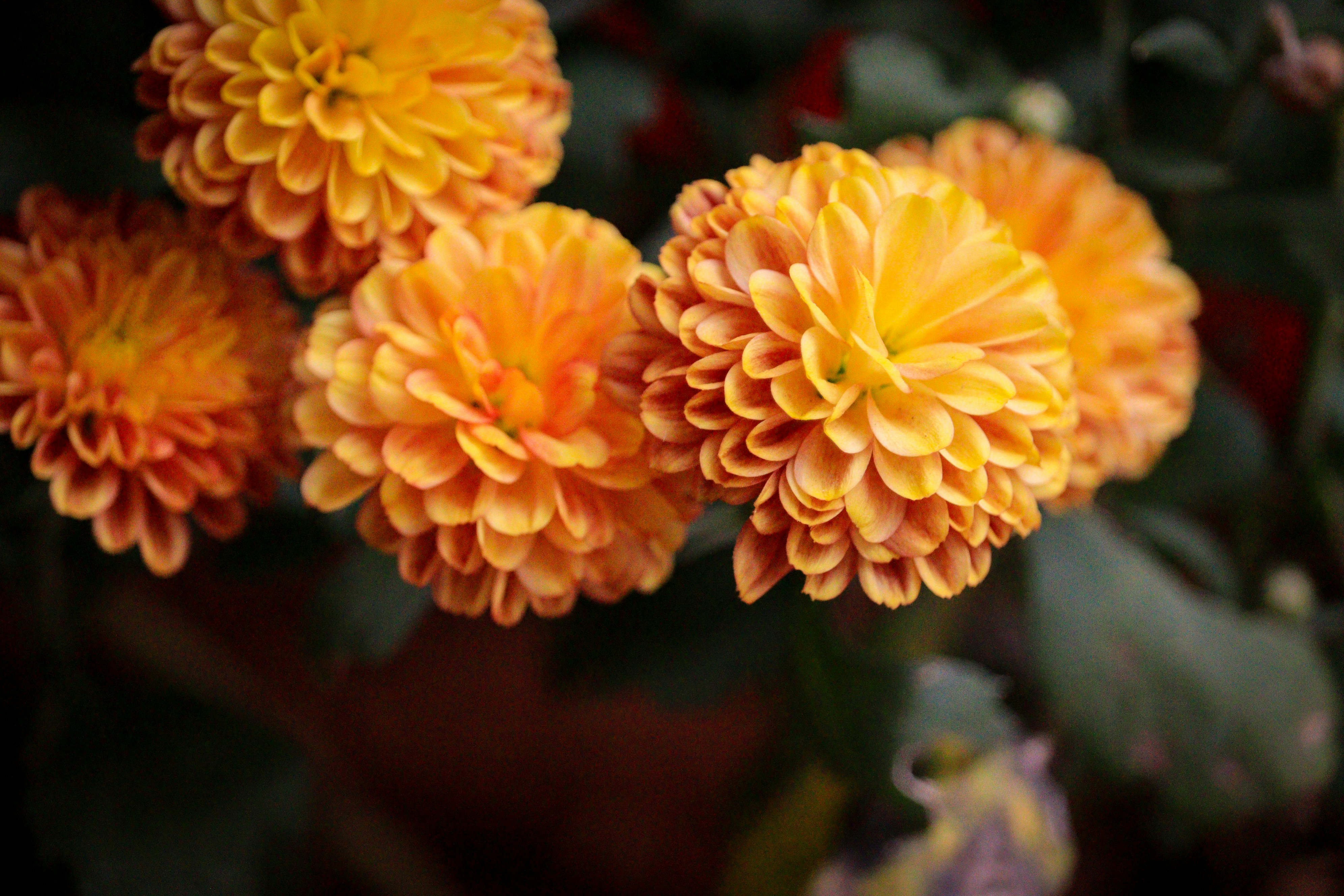 A close up of a bunch of orange flowers photo – Free Folwers Image on ...