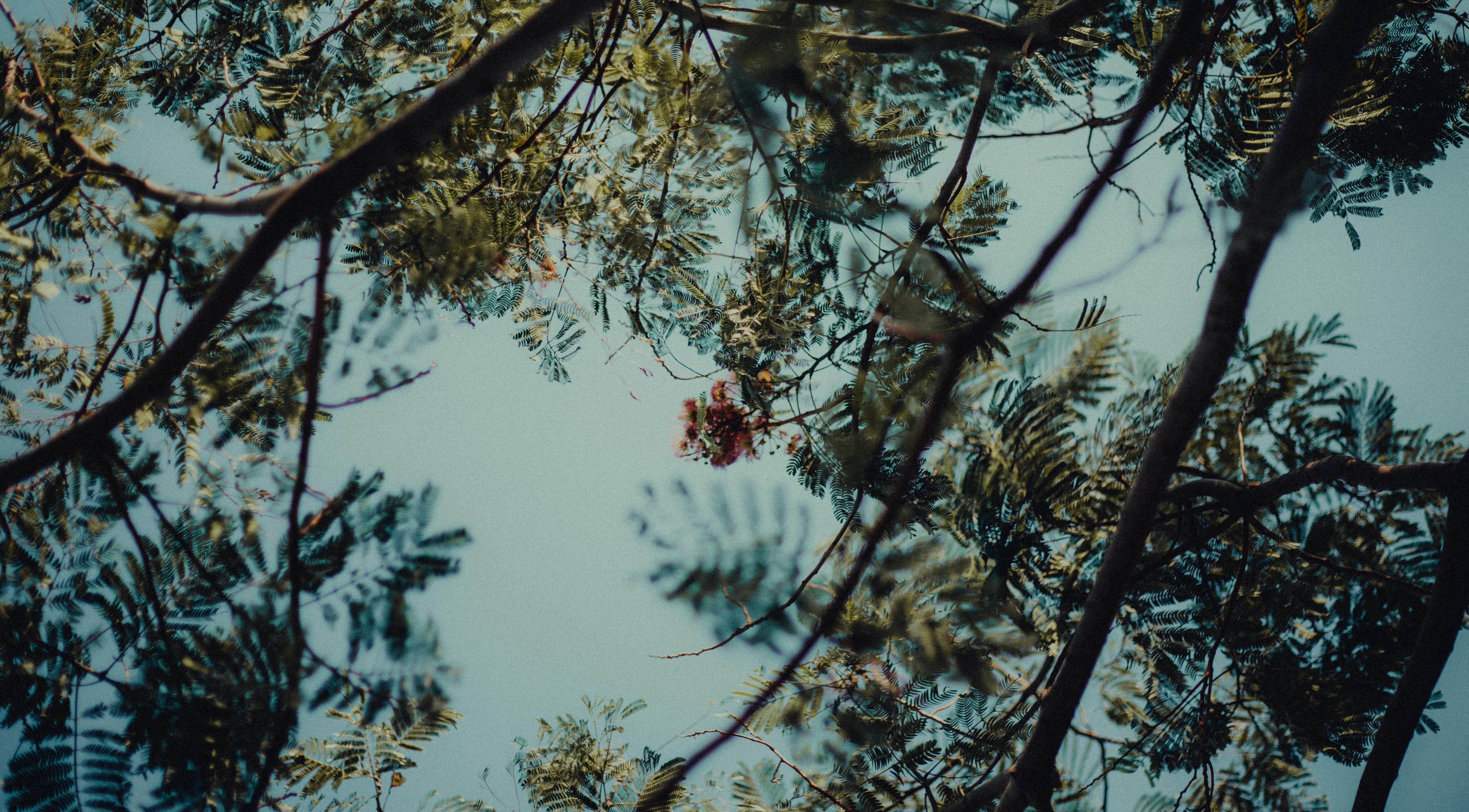 Regarder dans les branches d’un arbre photo – Image gratuite de Parc ...