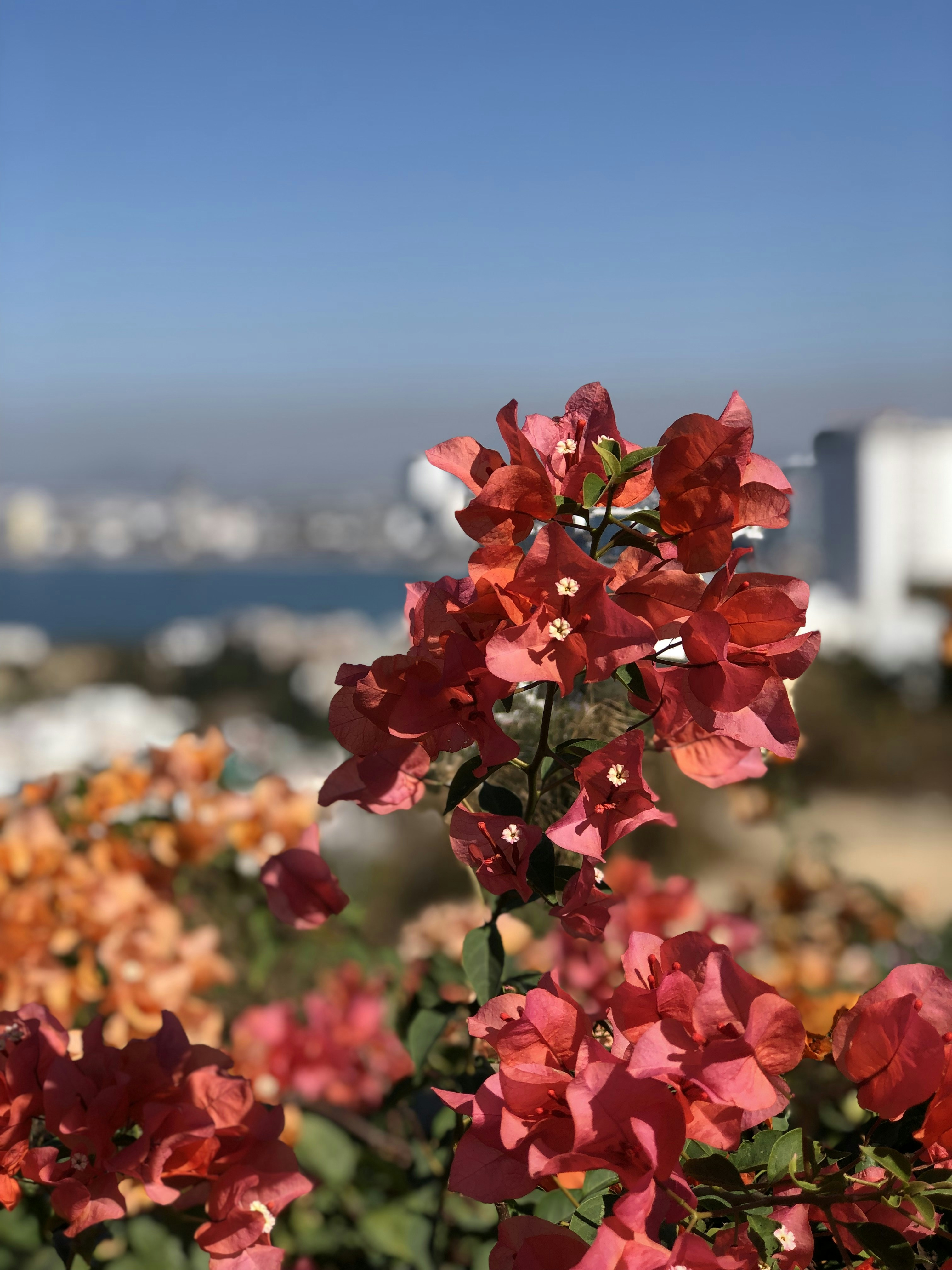 Crimson Bouquets at Coastal Vista