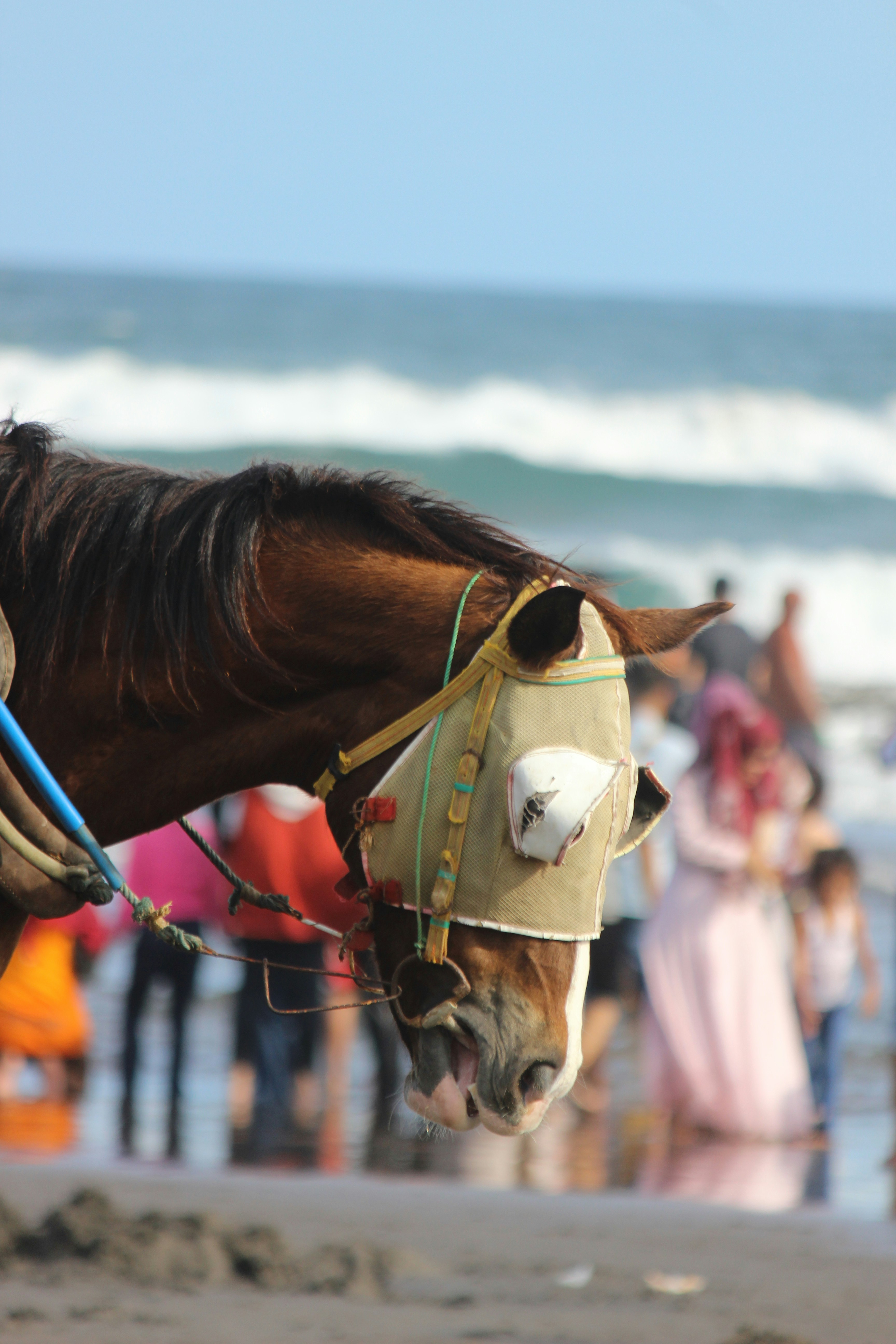 Masked Horse on a Crowded Beach