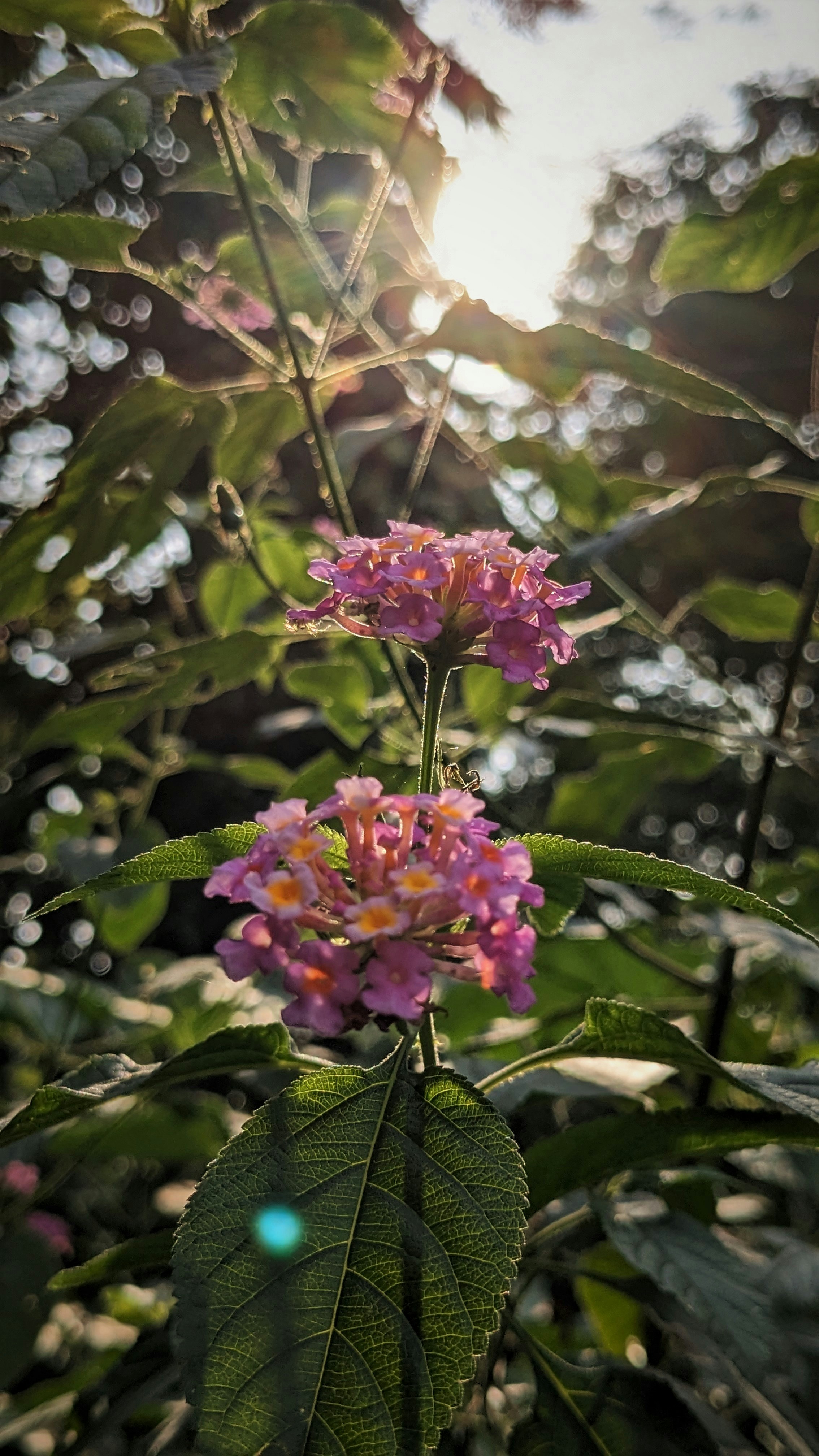 Backlit Lantana Bloom: Sunlit Pink Clusters Amid Green Foliage