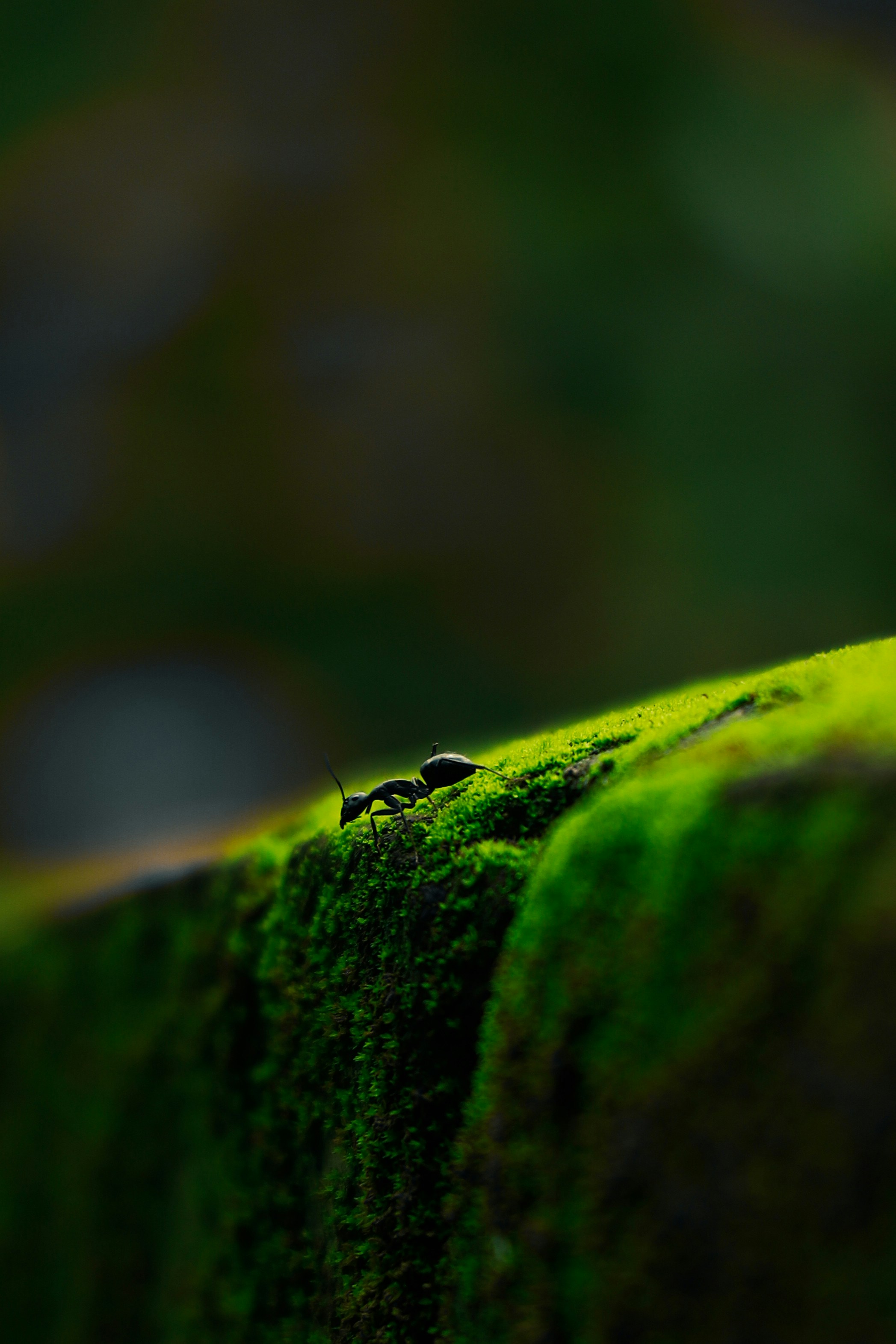 A close up of a small insect on a mossy surface photo – Free Animal ...