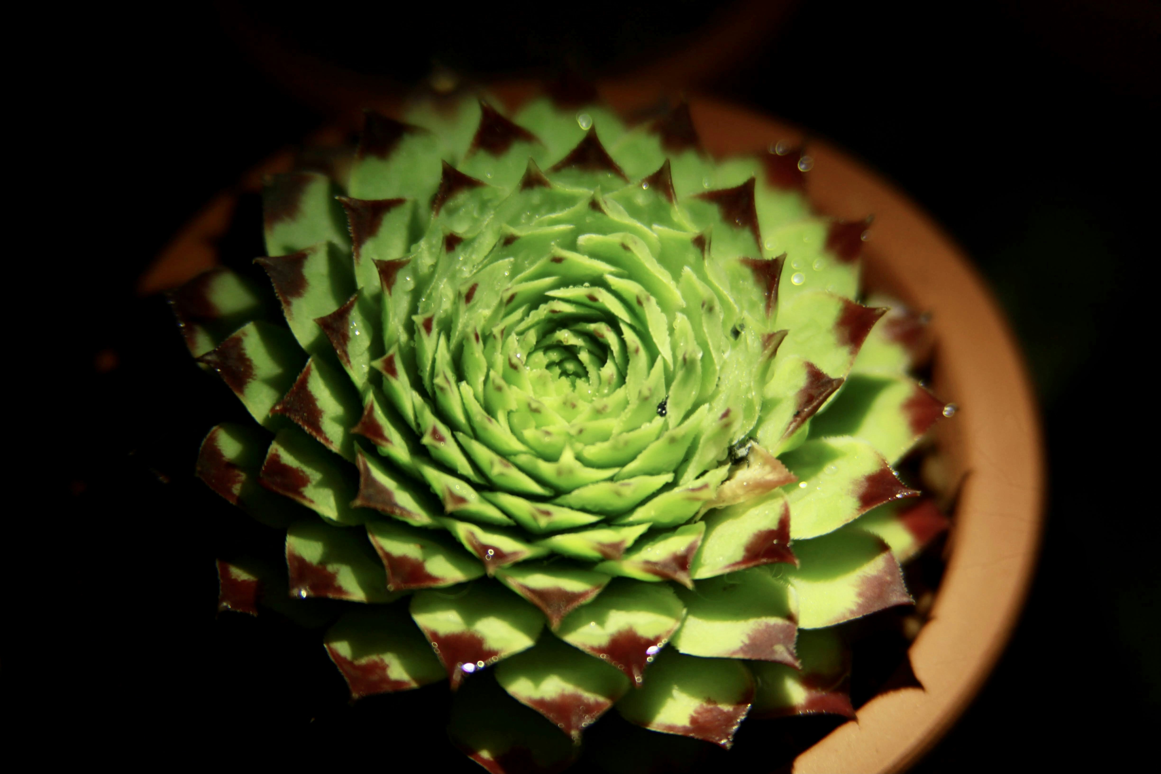 Verdant Spiral in Clay: Macro Portrait of a Green Succulent Rosette