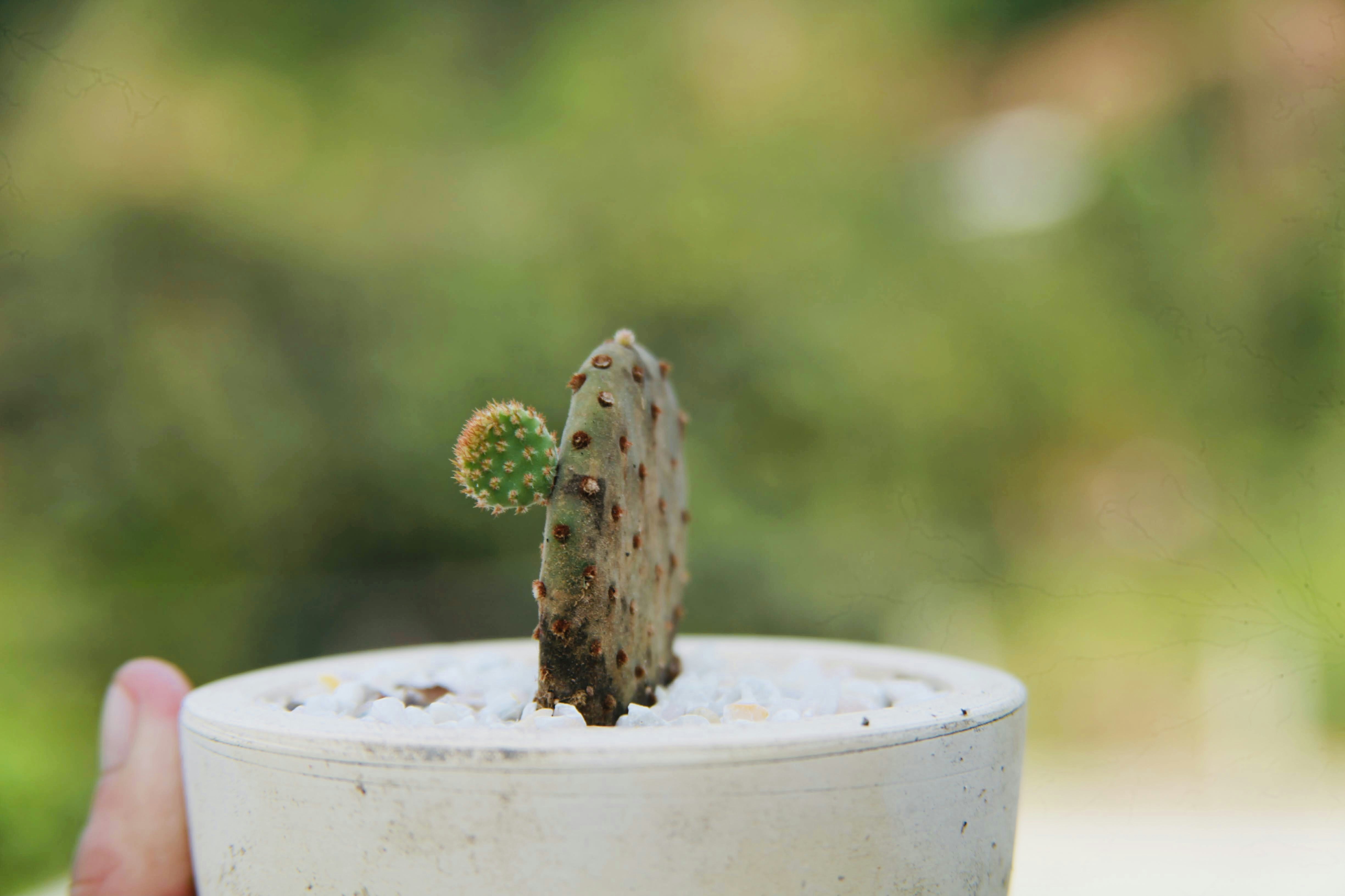 Bud in a White Pot: A Tiny Cactus Takes Center Stage