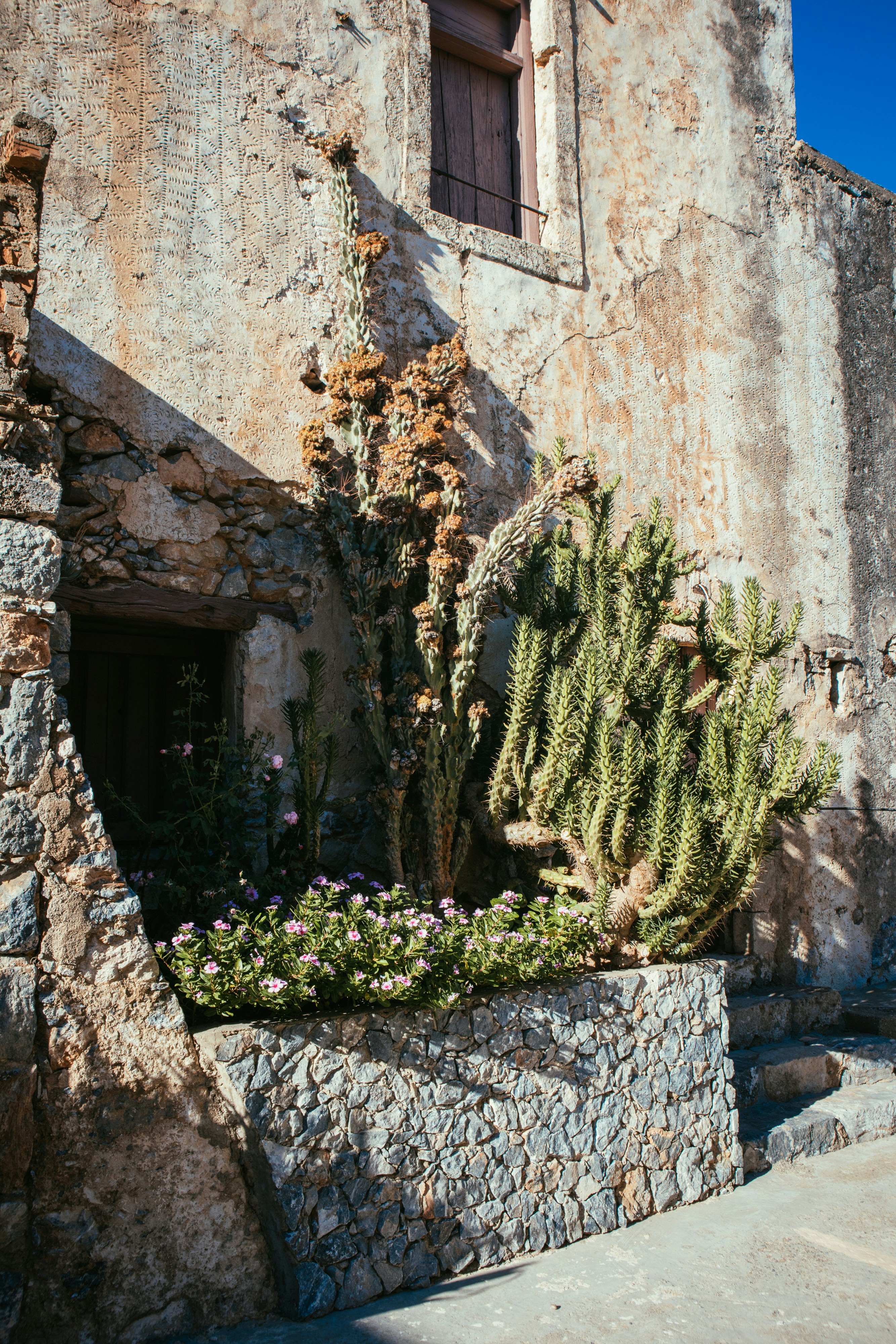 Sunlit Cactus Garden Along a Weathered Stone Terrace