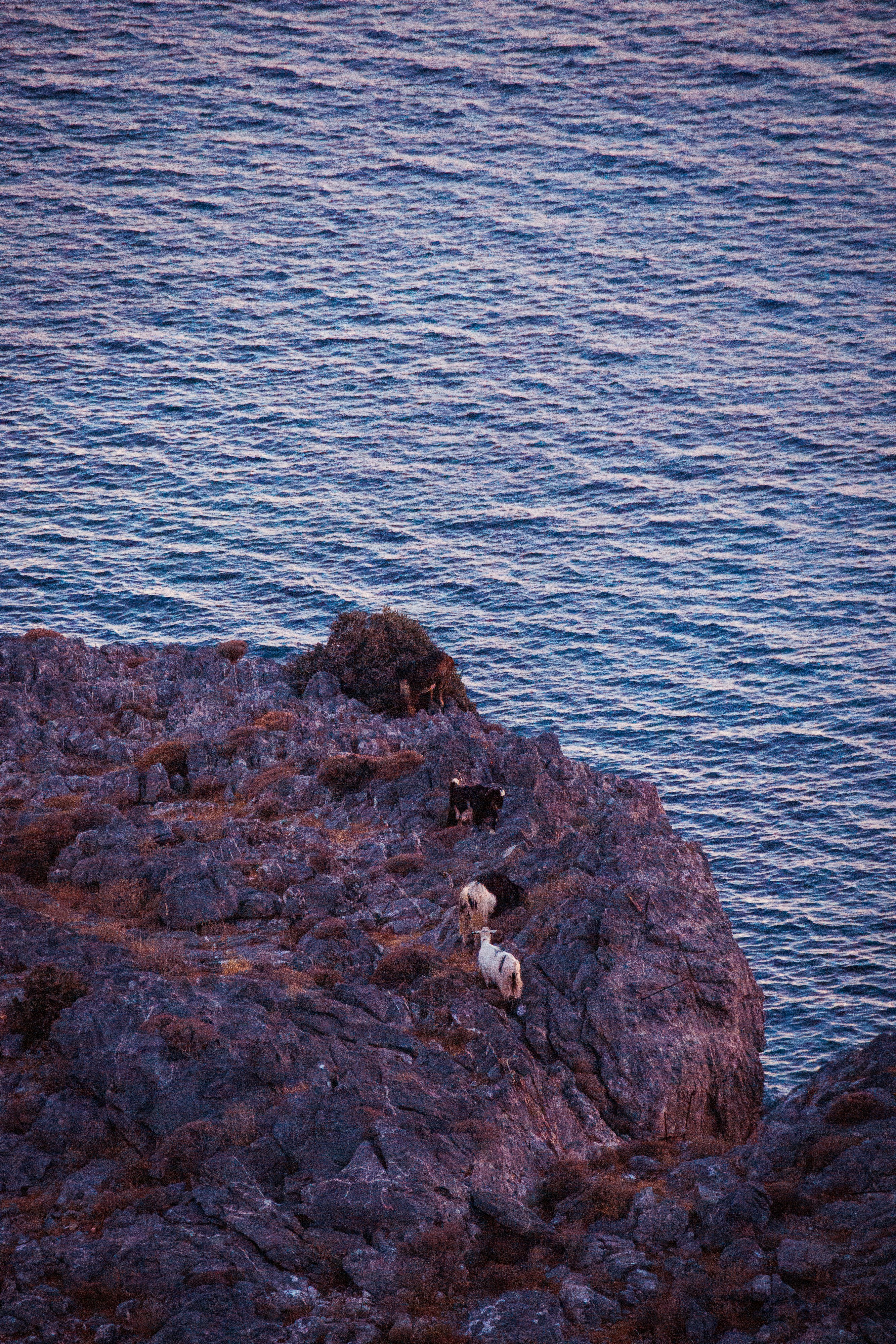 Goats on Jagged Coastal Rocks Over a Calm Blue Sea