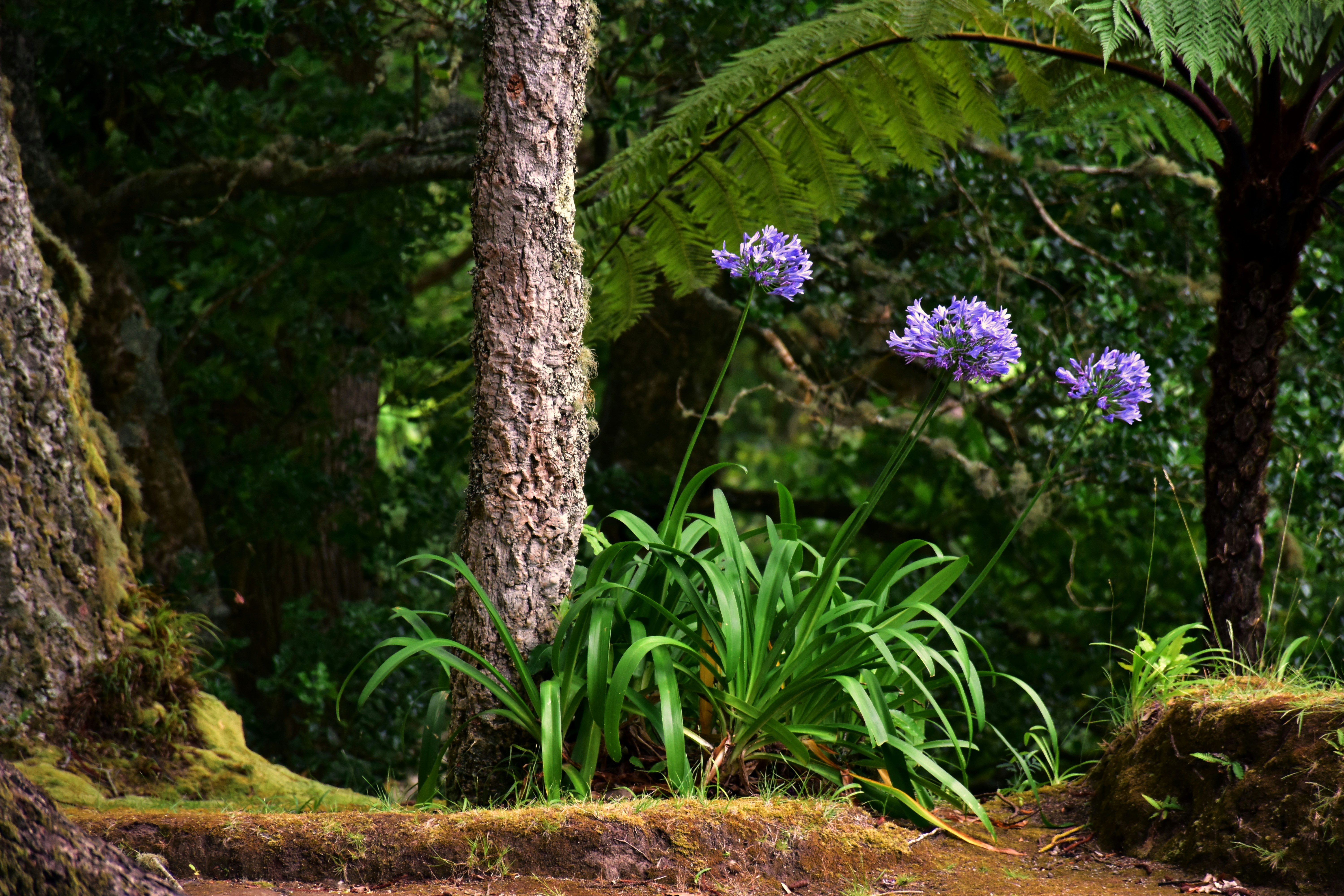 Purple agapanthus flowers stand tall beside a textured tree trunk in a lush forest clearing.