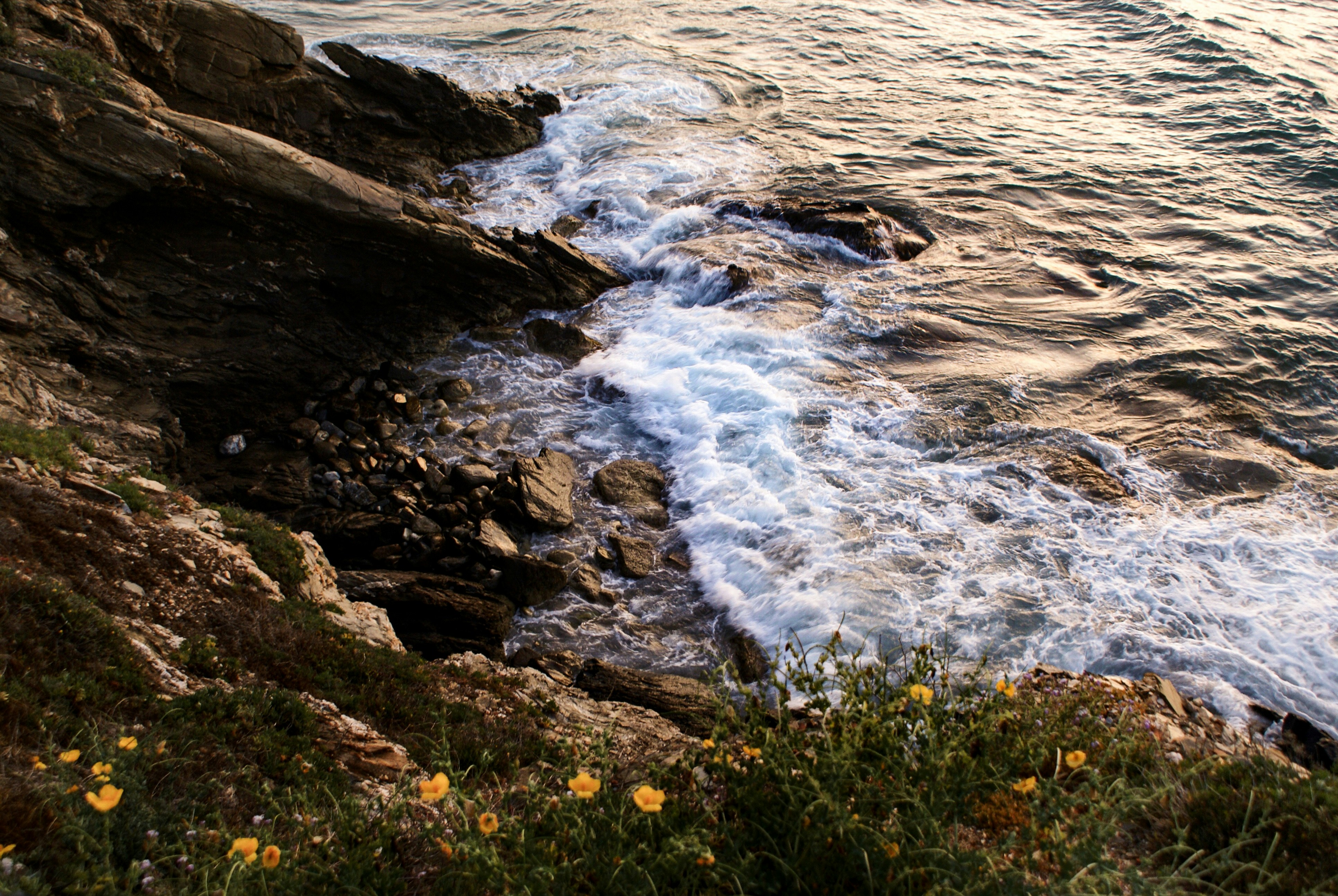 Seafoam Edge: Golden Wildflowers Guard a Rugged Coast