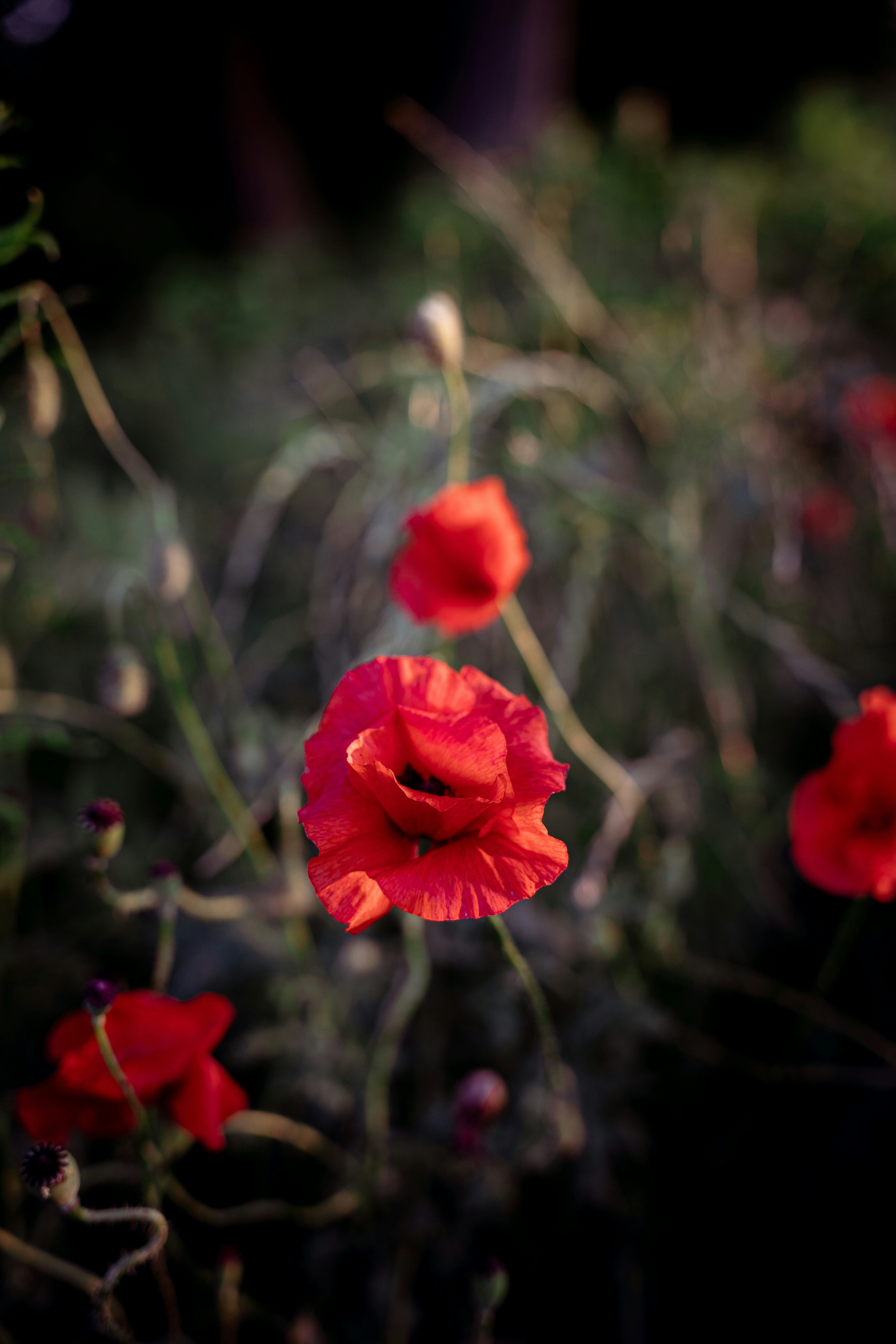 Whispers of Crimson Blooms