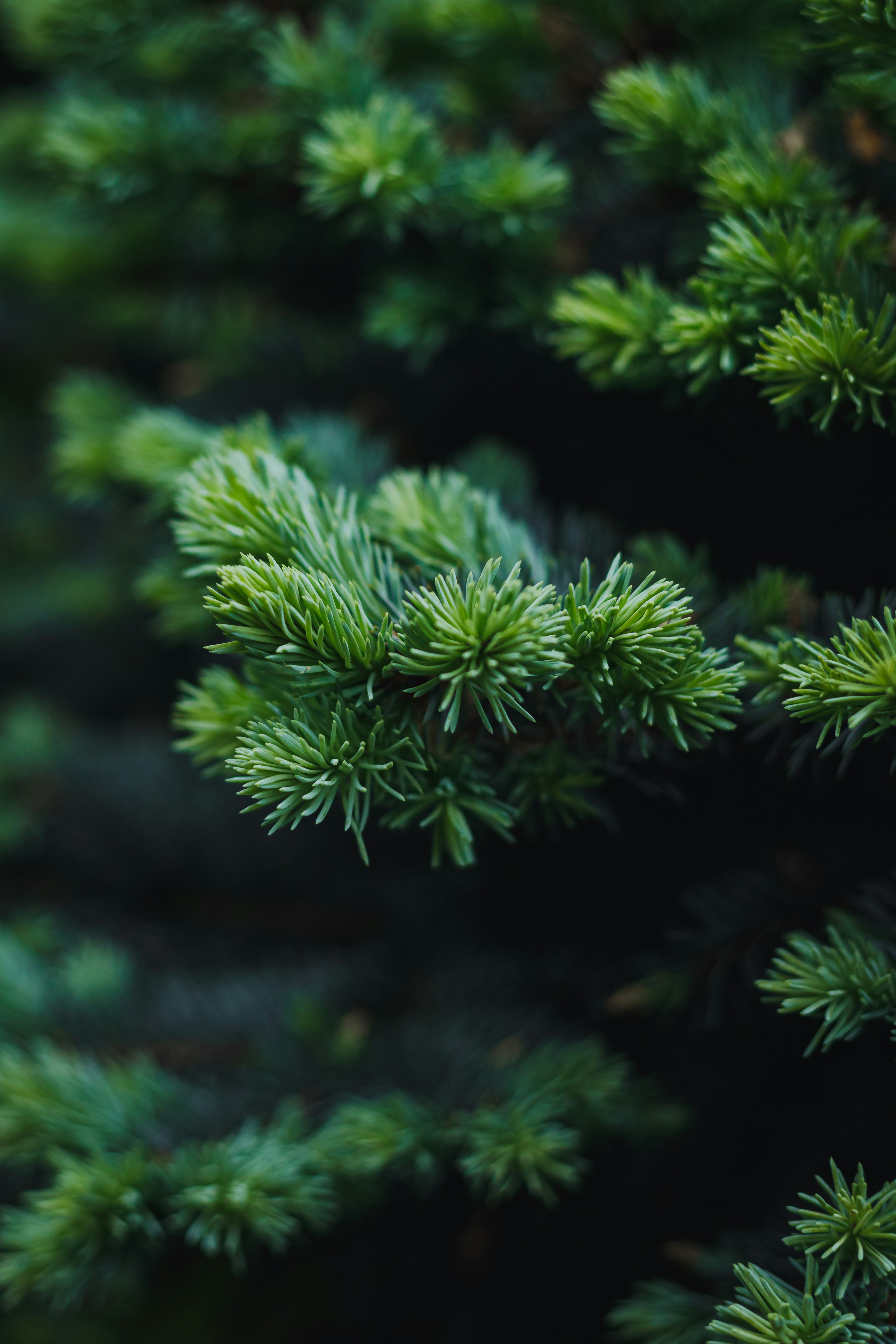 A close up of a pine tree branch photo – Free Wallpaper Image on Unsplash