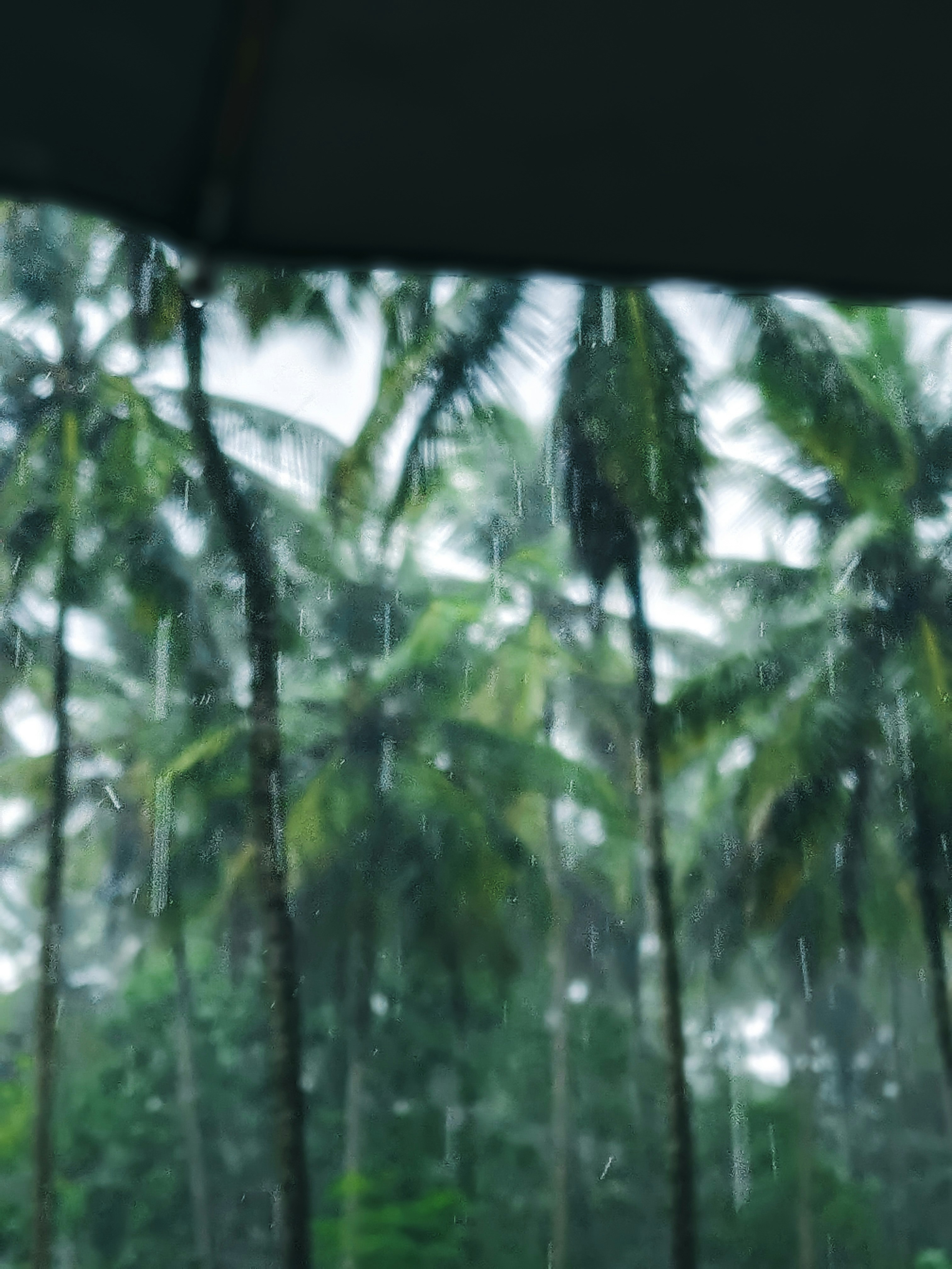 Rain-Framed Tropical Canopy Through a Glass Veil