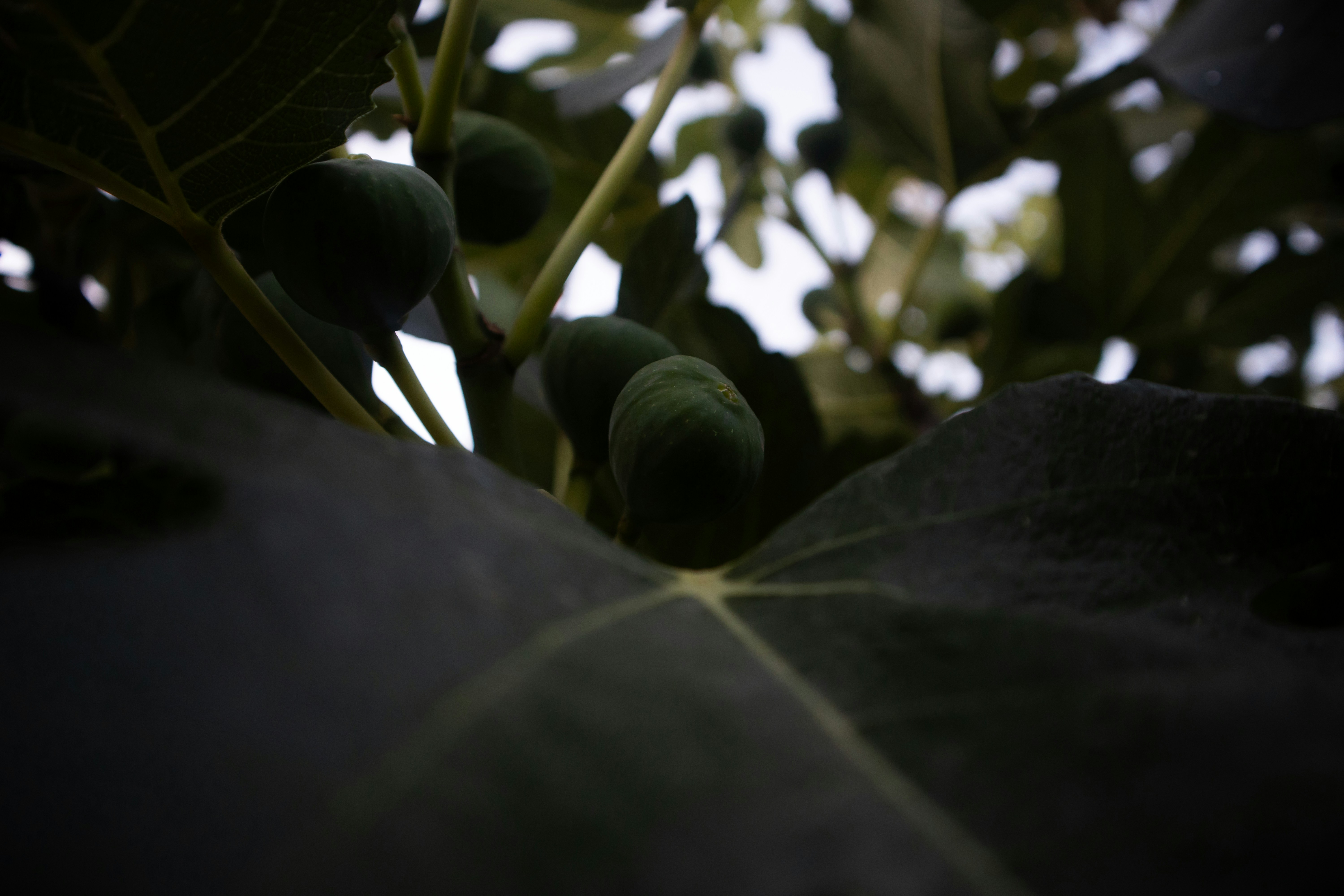 Green Orbs in Shadow: A Macro Study of Quiet Foliage