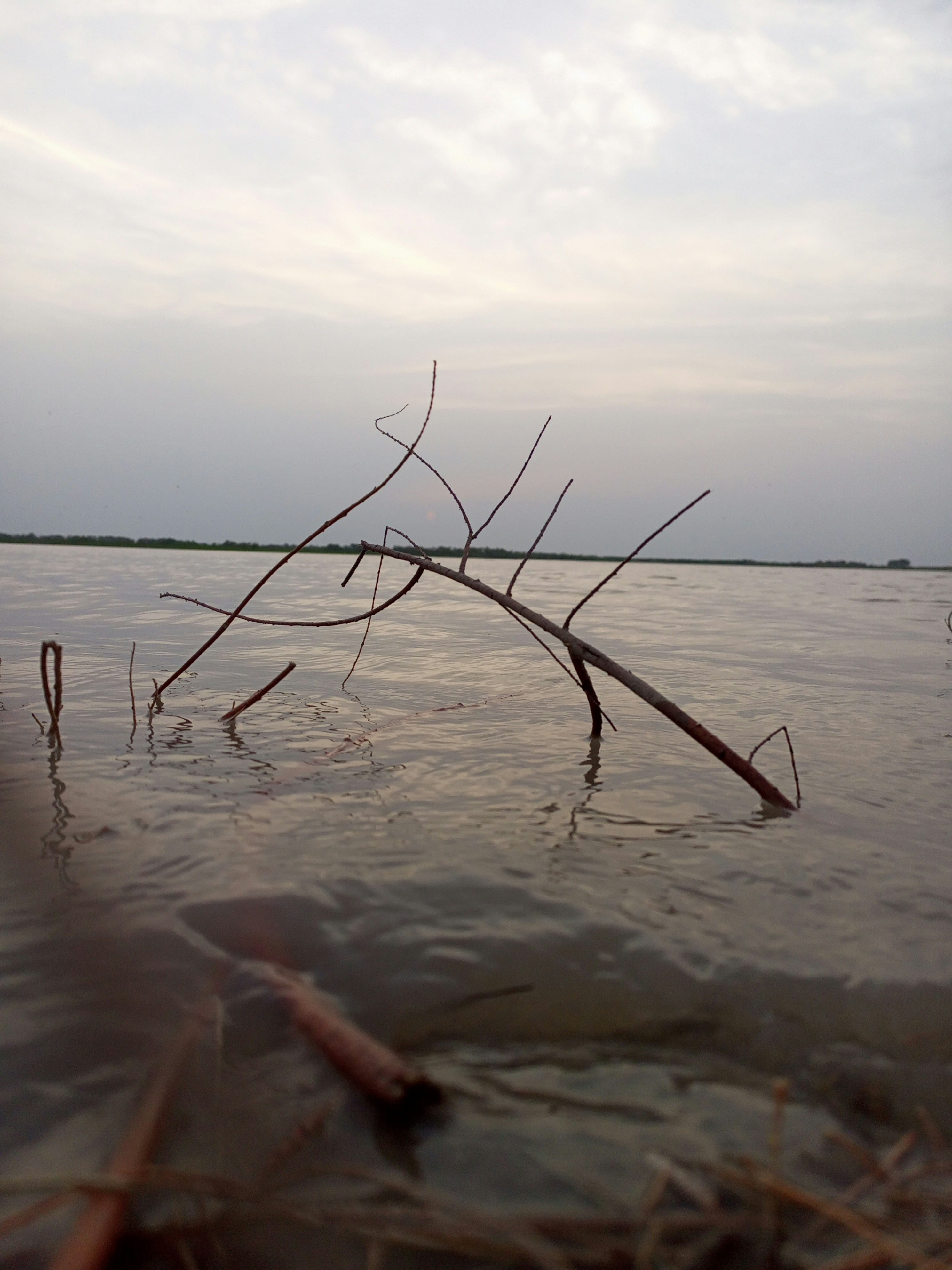 A tree branch sticking out of the water photo – Free Pakistan Image on ...